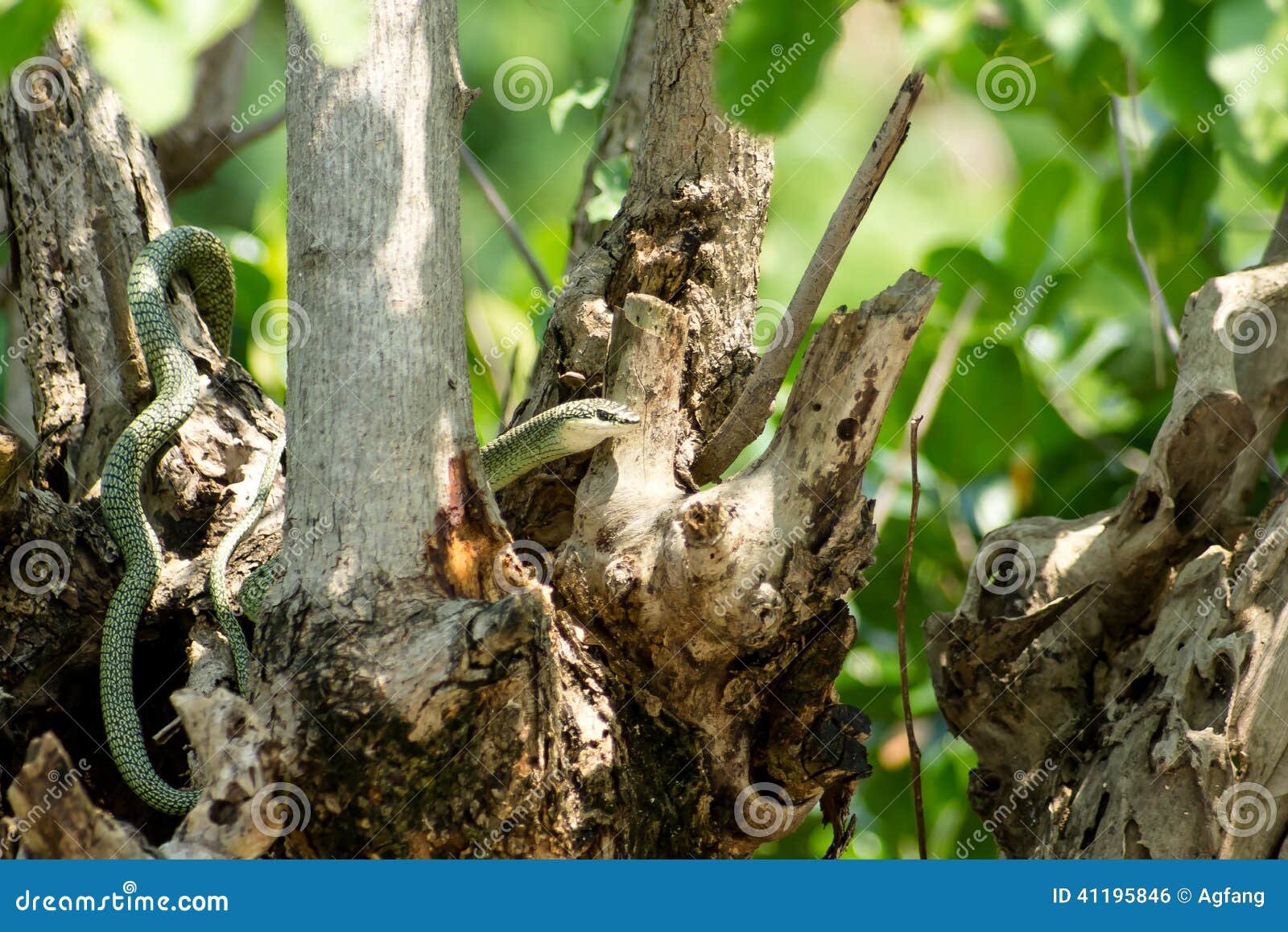 Golden Tree Snake (Chrysopelea Ornata) Stock Photo - Image of forest ...