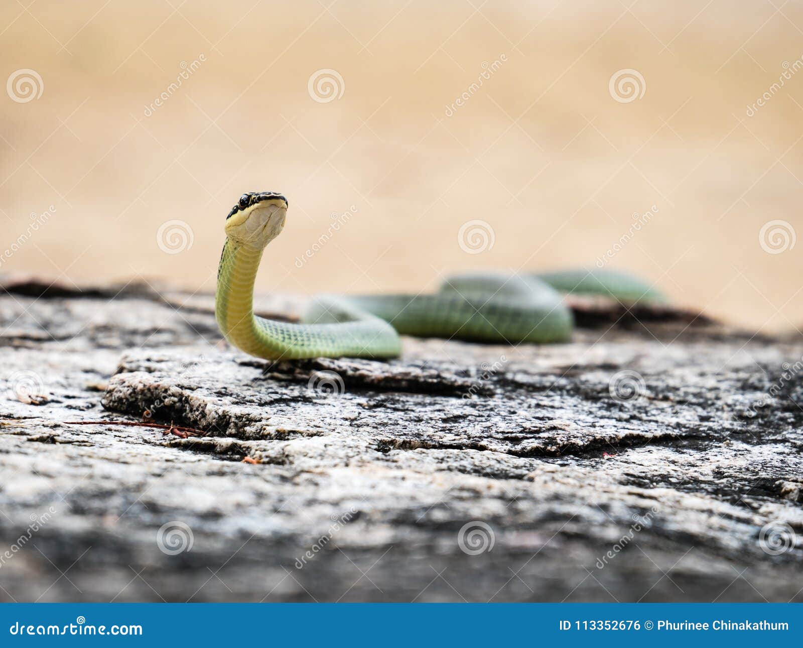 Golden Tree Snake & X28;Chrysopelea Ornata& X29; Stock Photo - Image of ...