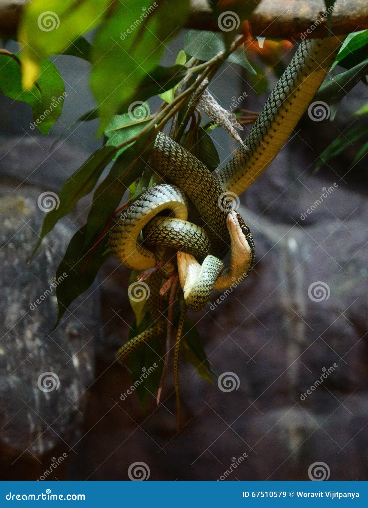Chandan Tree With Snake