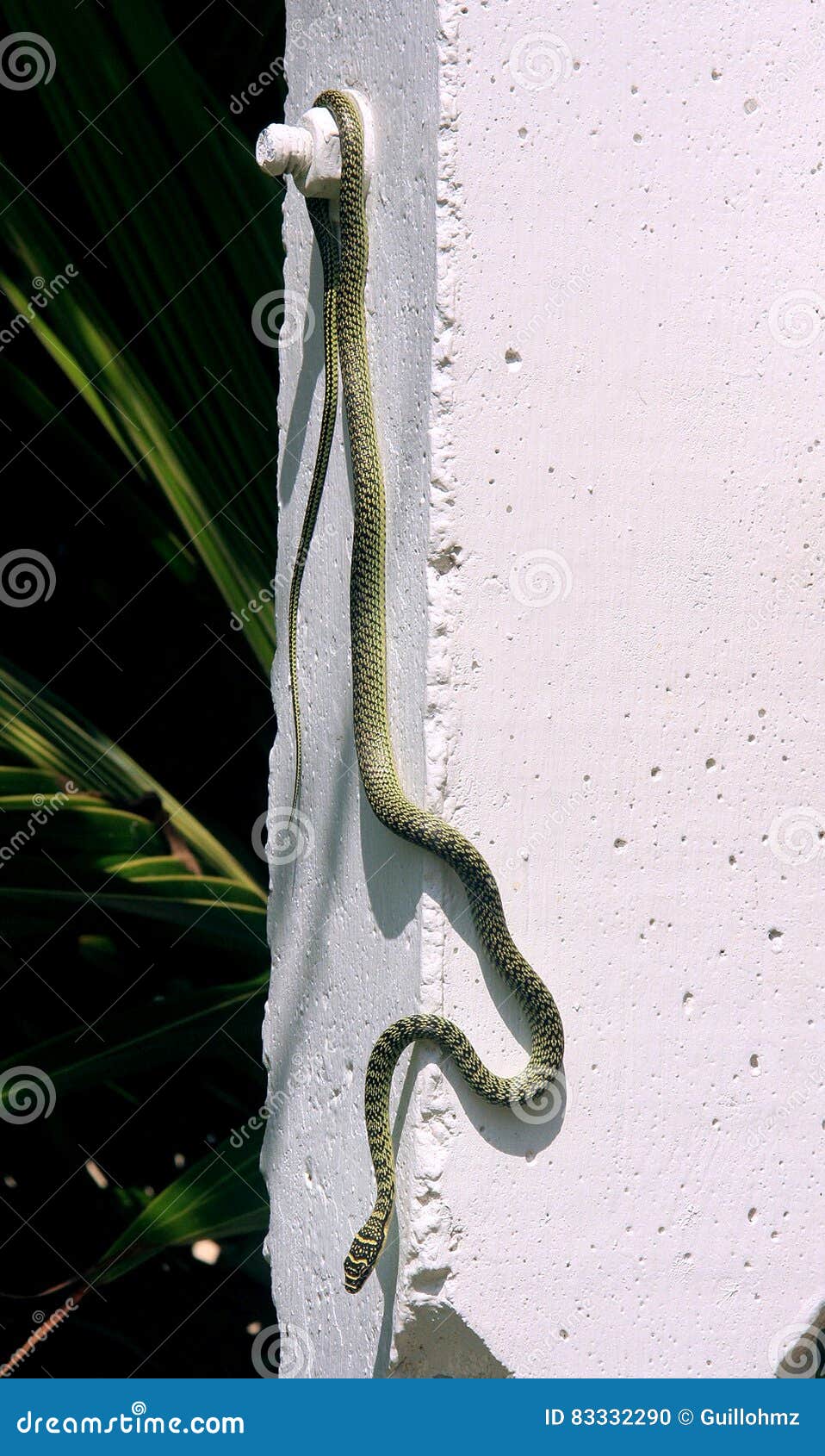 Golden tree snake stock photo. Image of danger, golden - 83332290