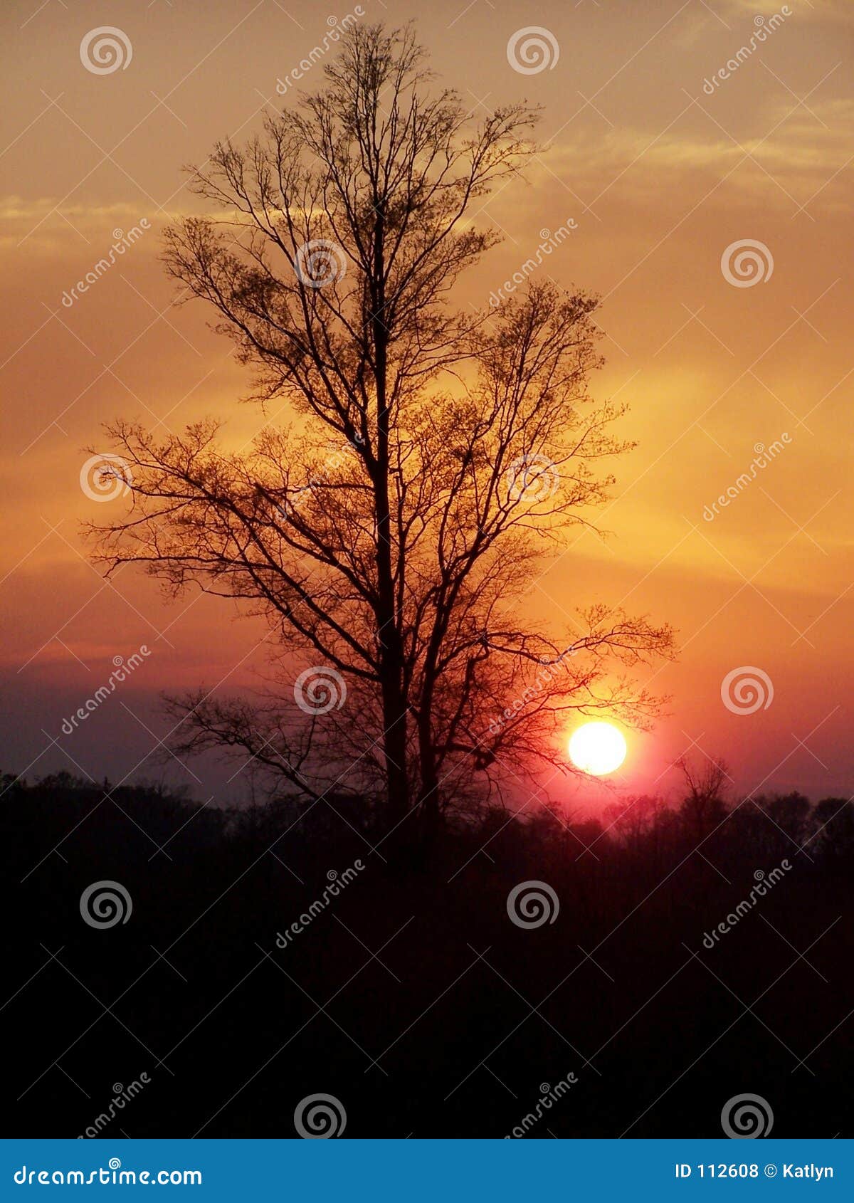 Golden tree sunset stock photo. Image of views, sunsets - 112608