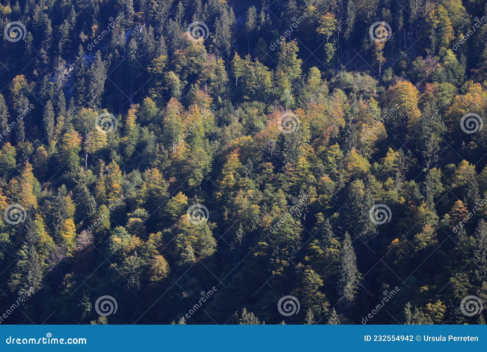 Golden Tree Tops in a Mixed Forest Stock Photo - Image of outdoor ...