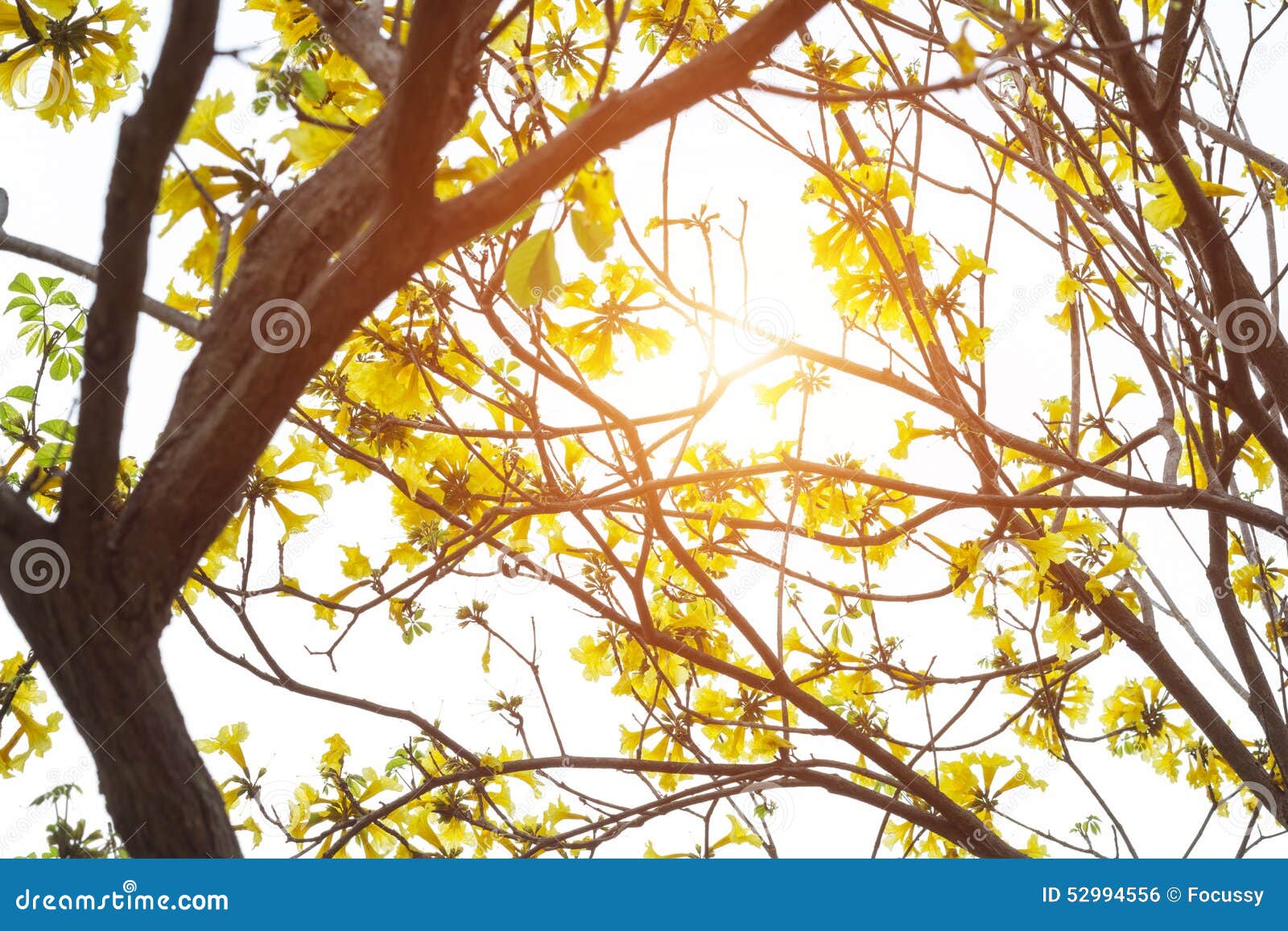 Golden tree, Yellow pui stock photo. Image of flora, decoration - 52994556