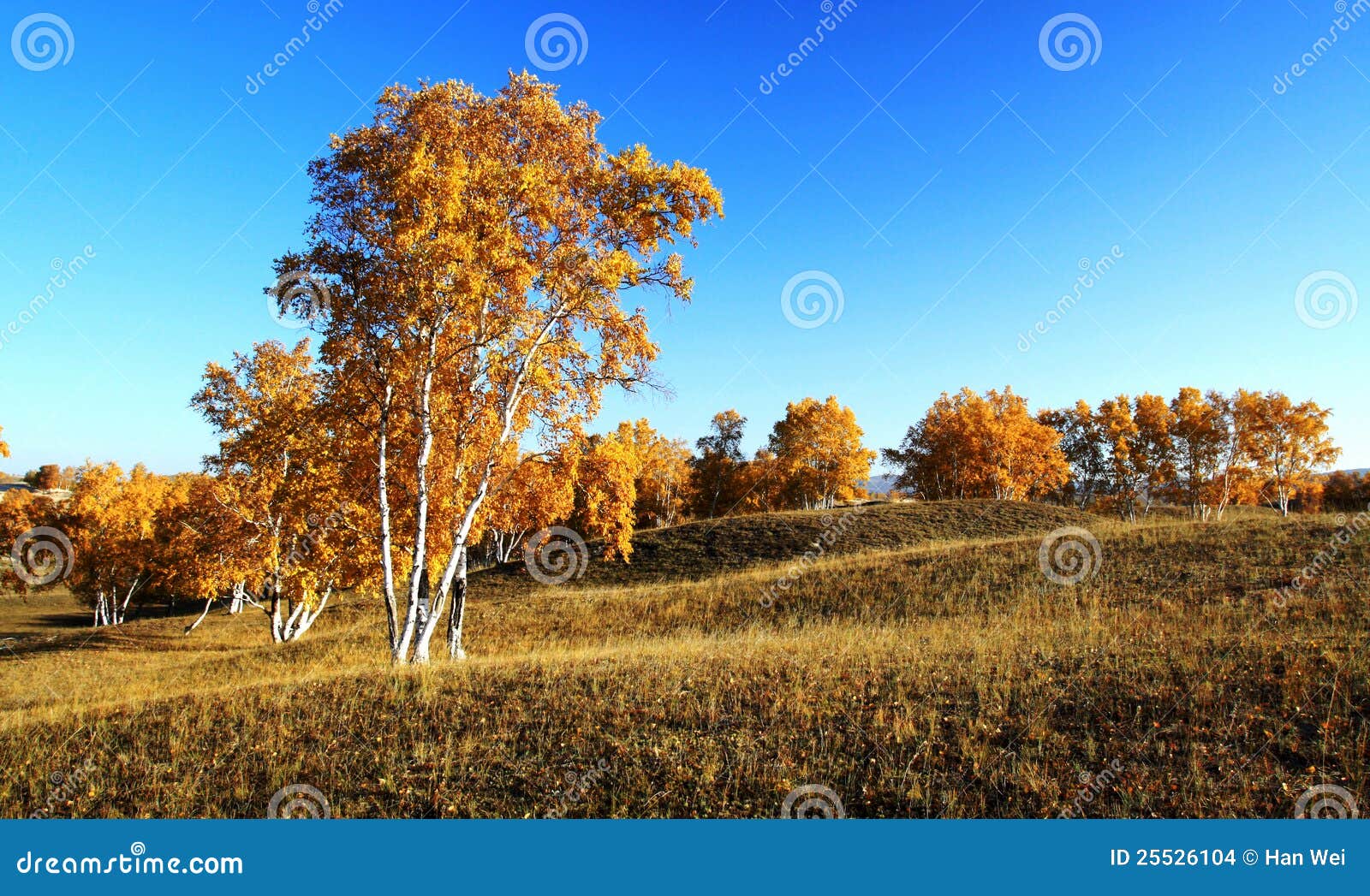 Golden trees stock photo. Image of peace, meadow, dramatic - 25526104