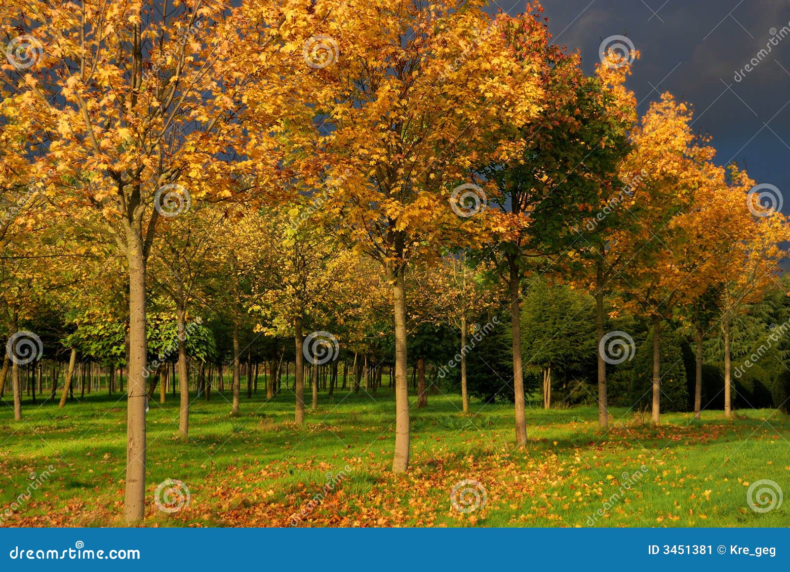Golden trees stock image. Image of decor, backgrounds - 3451381