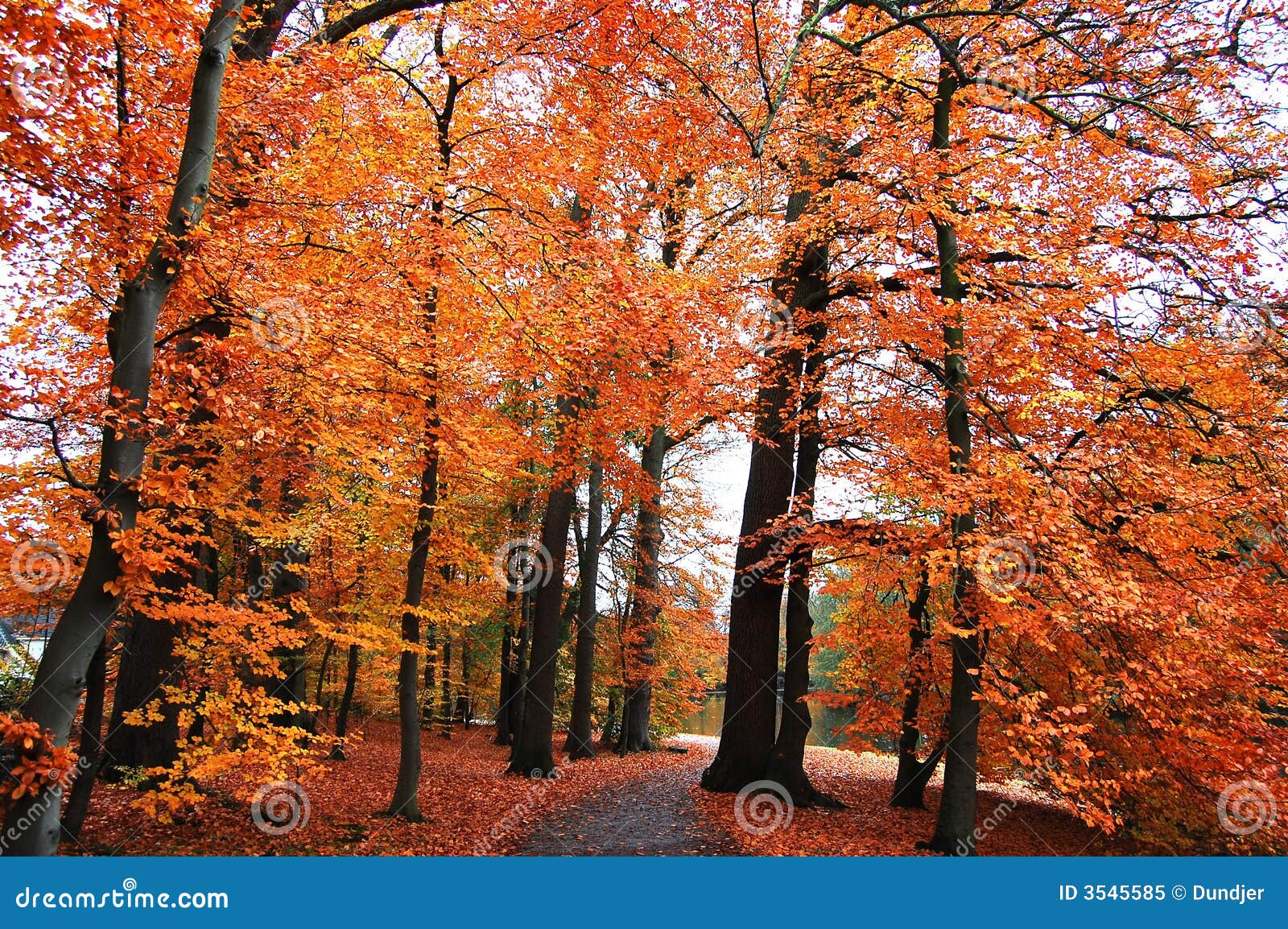 Golden trees stock image. Image of golden, leaves, trees - 3545585