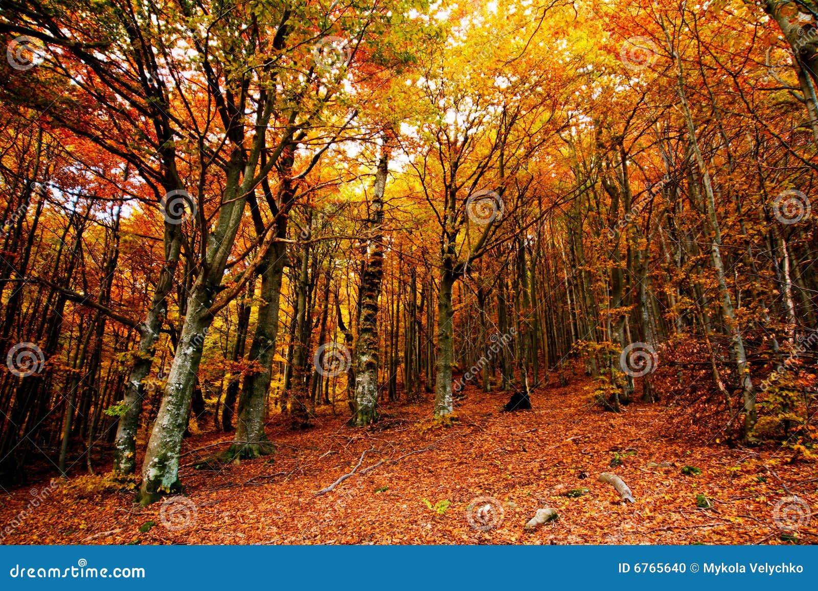 Golden trees stock photo. Image of bright, woods, wood - 6765640