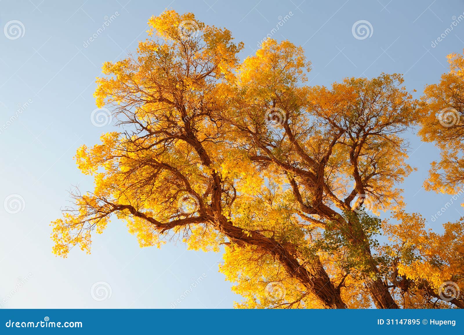 Golden trees stock image. Image of ecology, branch, field - 31147895