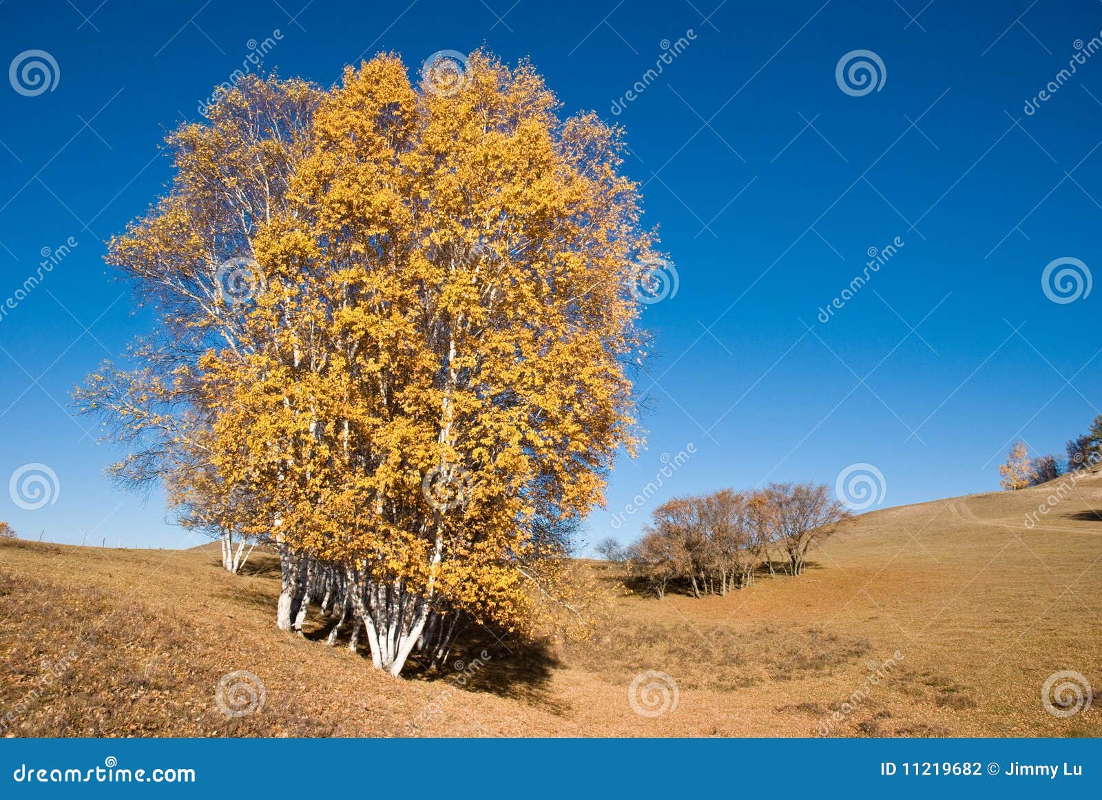 Golden trees in sunset stock photo. Image of golden, blue - 11219682