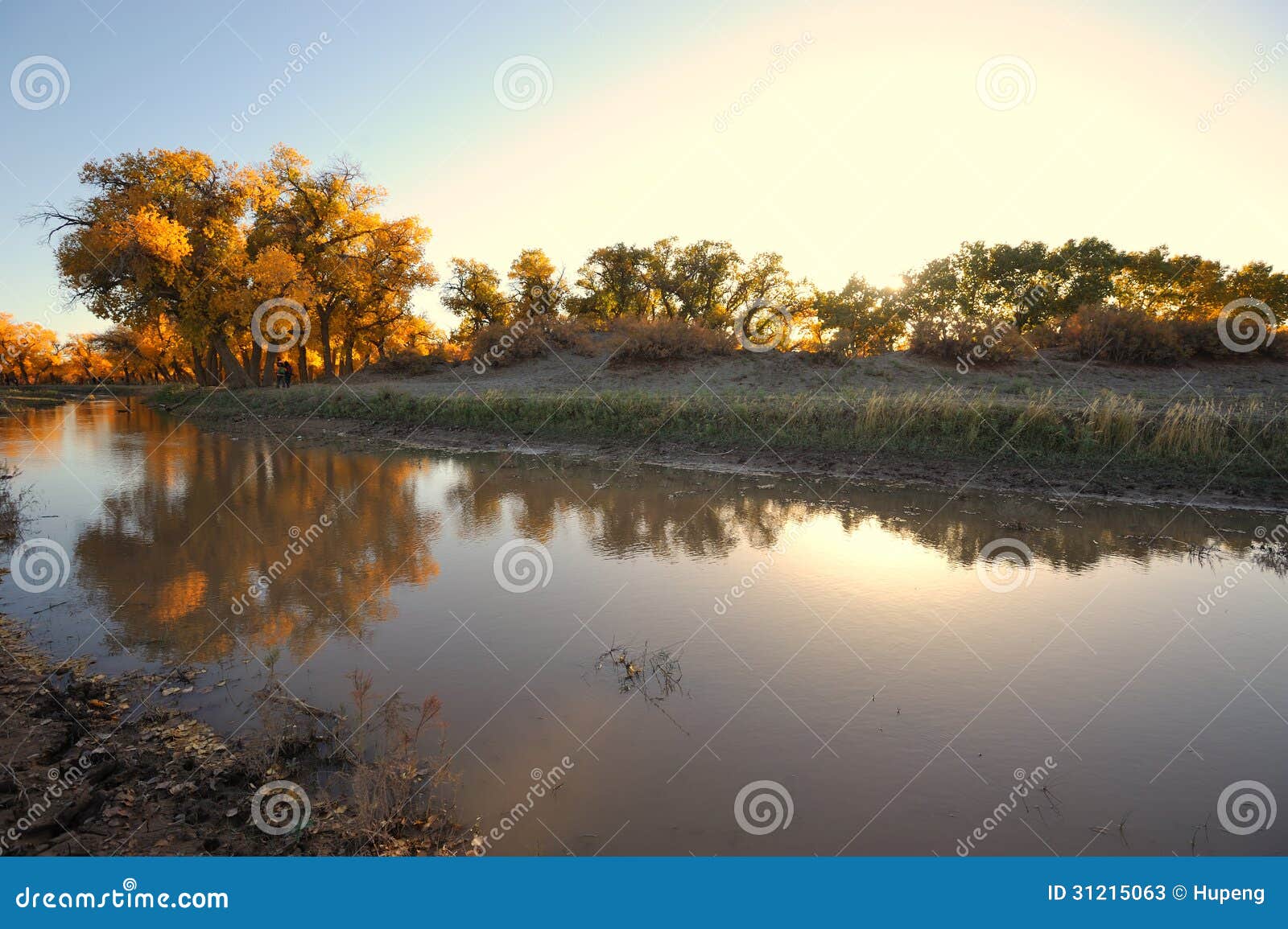 Golden trees at sunset stock image. Image of daybreak - 31215063