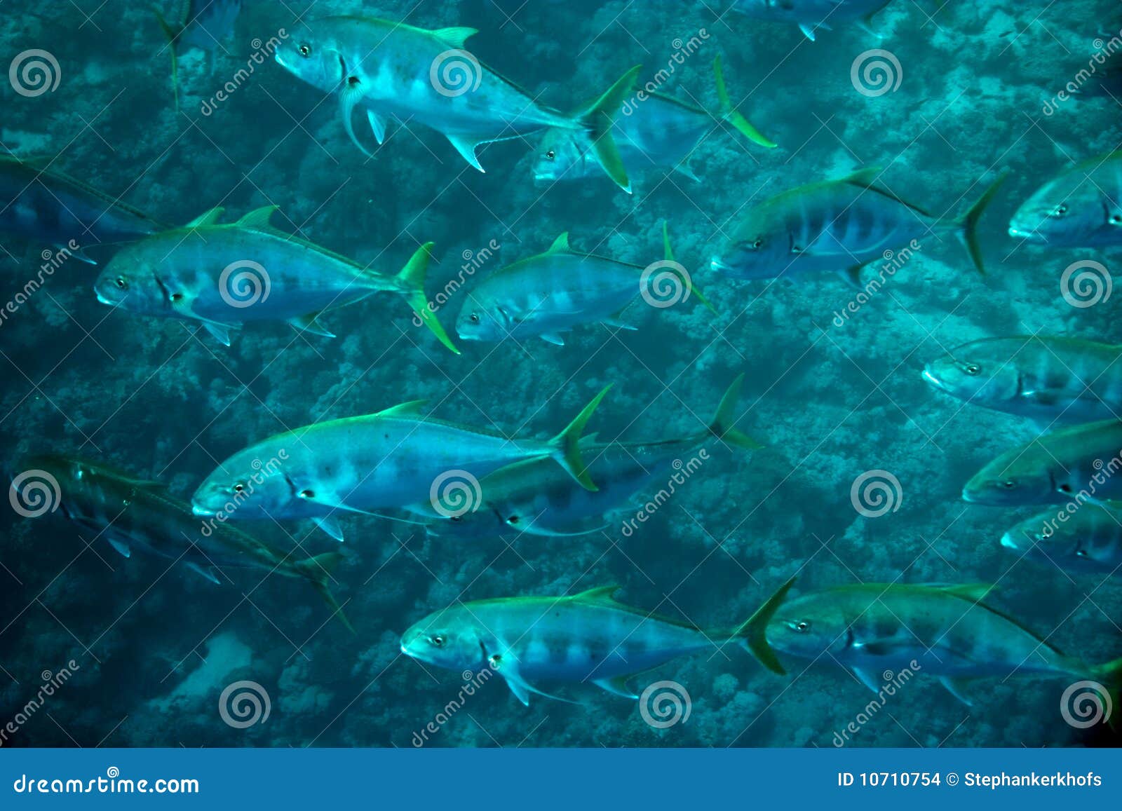 Golden Trevally Gnathanodon Speciosus, Also Known As Golden Kingfish ...