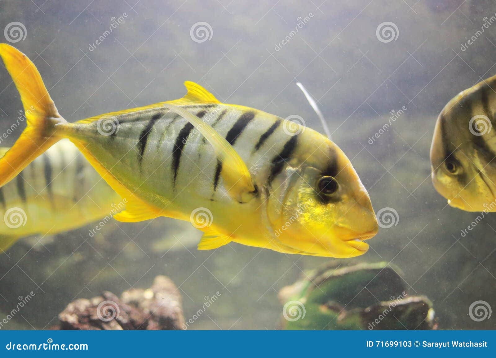 Golden trevally fish stock image. Image of underwater - 71699103