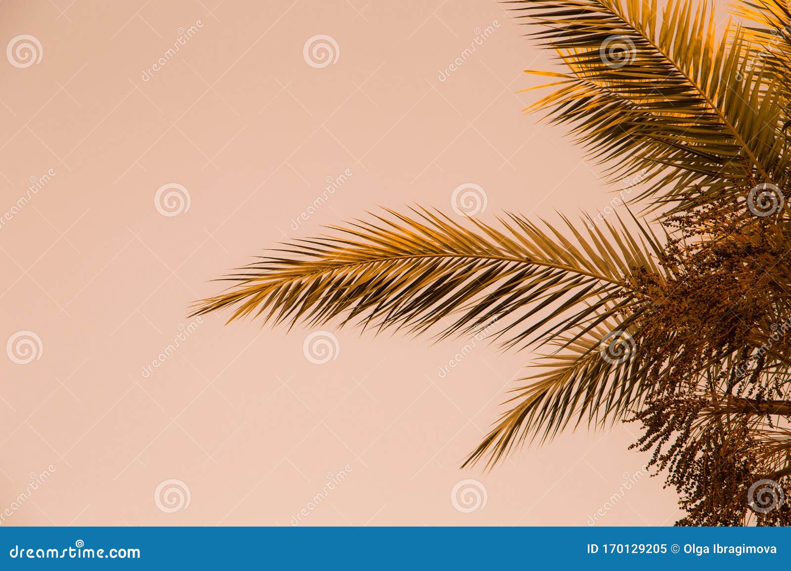 Golden Tropical Leaf Design Elements,gold Leaf of Tropical Forest Plant ...