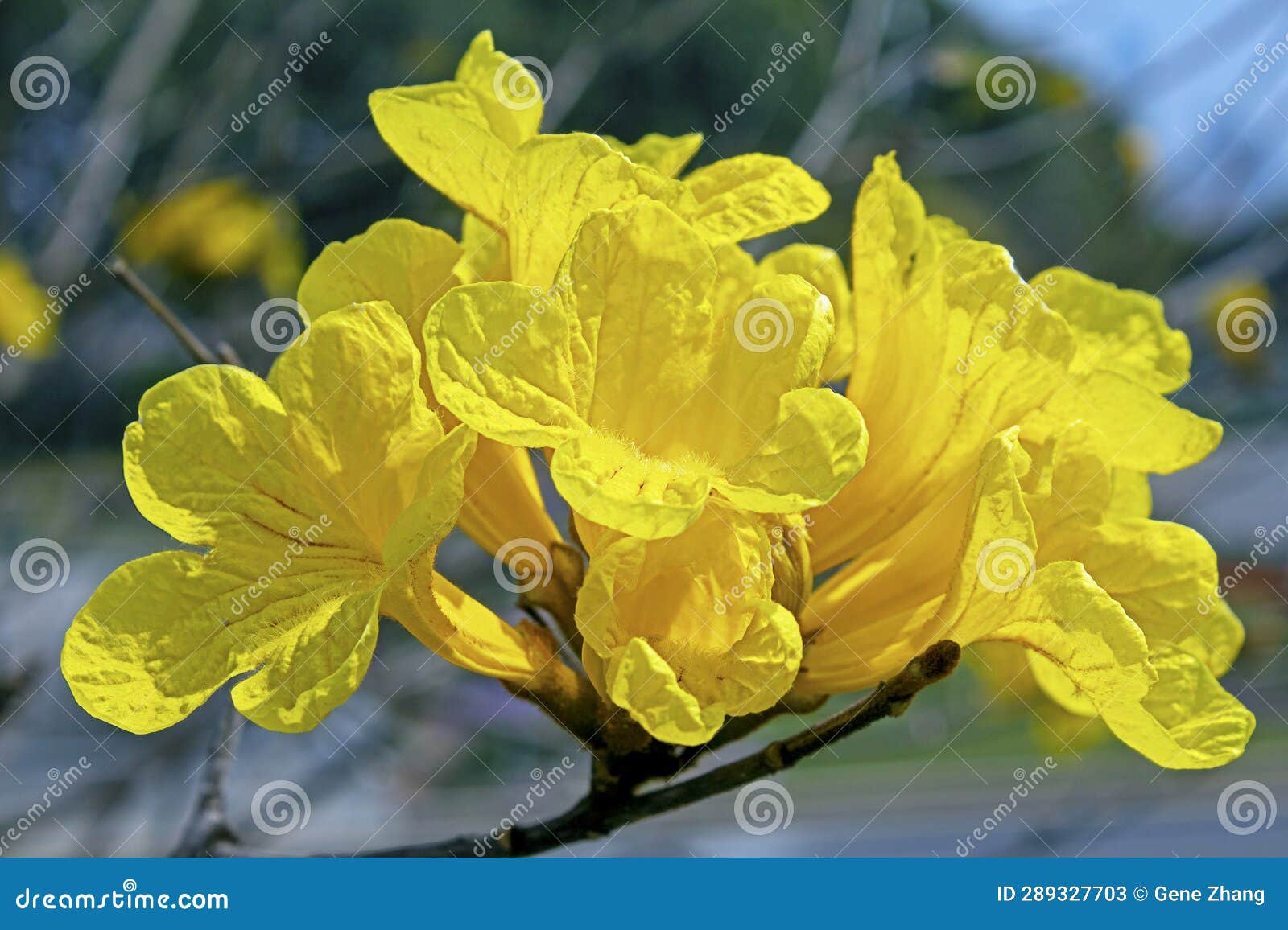 Golden Trumpet Tree, Handroanthus Chrysanthus Stock Image - Image of ...