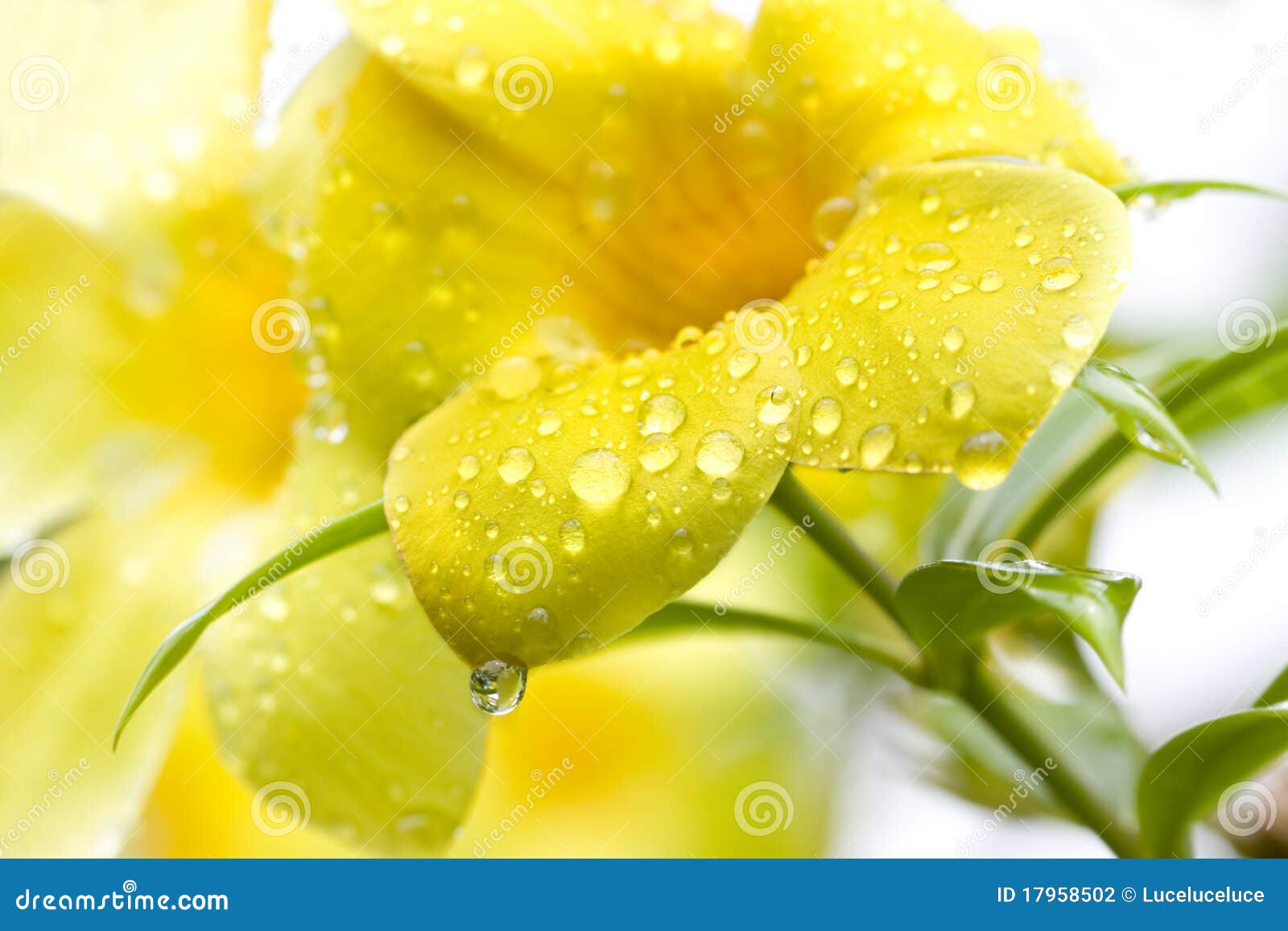 Golden Trumpet Tree, Aka Yellow Ipe, Isolated On Harvested Sugar Cane ...