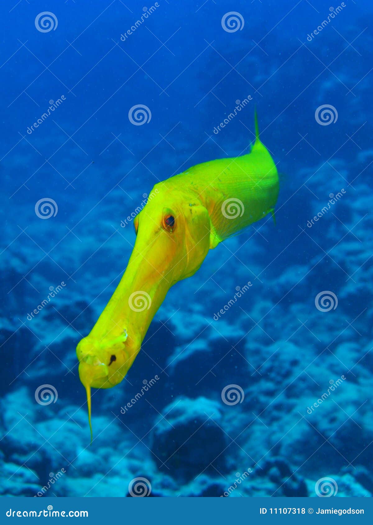 Golden trumpetfish stock photo. Image of life, underwater - 11107318