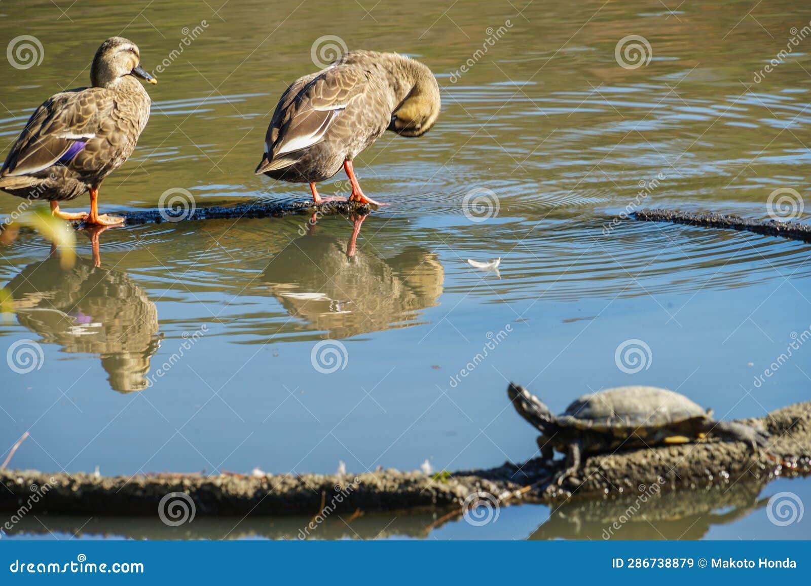 Golden turtle and ducks stock image. Image of swimming - 286738879