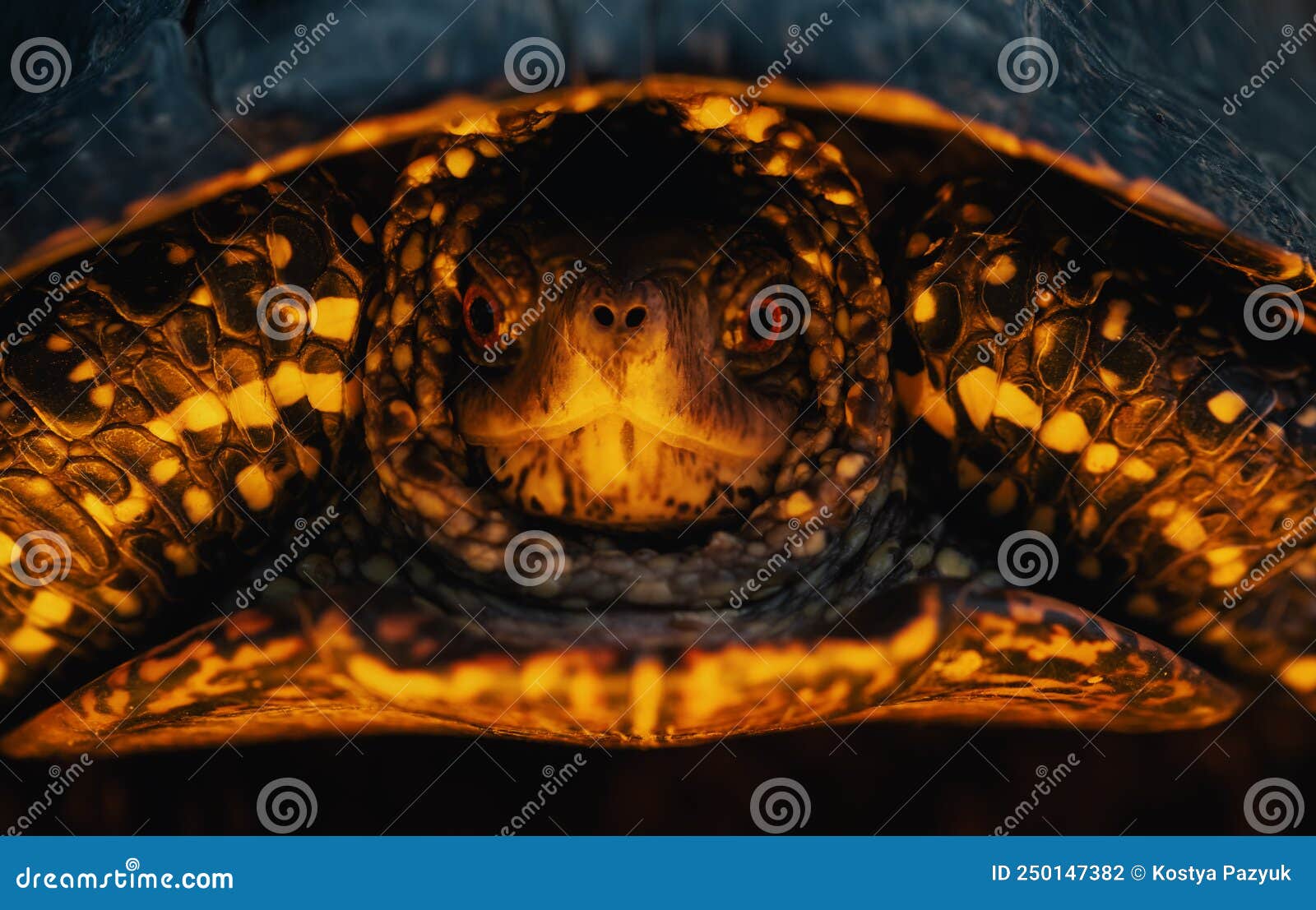 Golden Turtle Head. Hindu Temple. Architectural Element. Royalty-Free ...