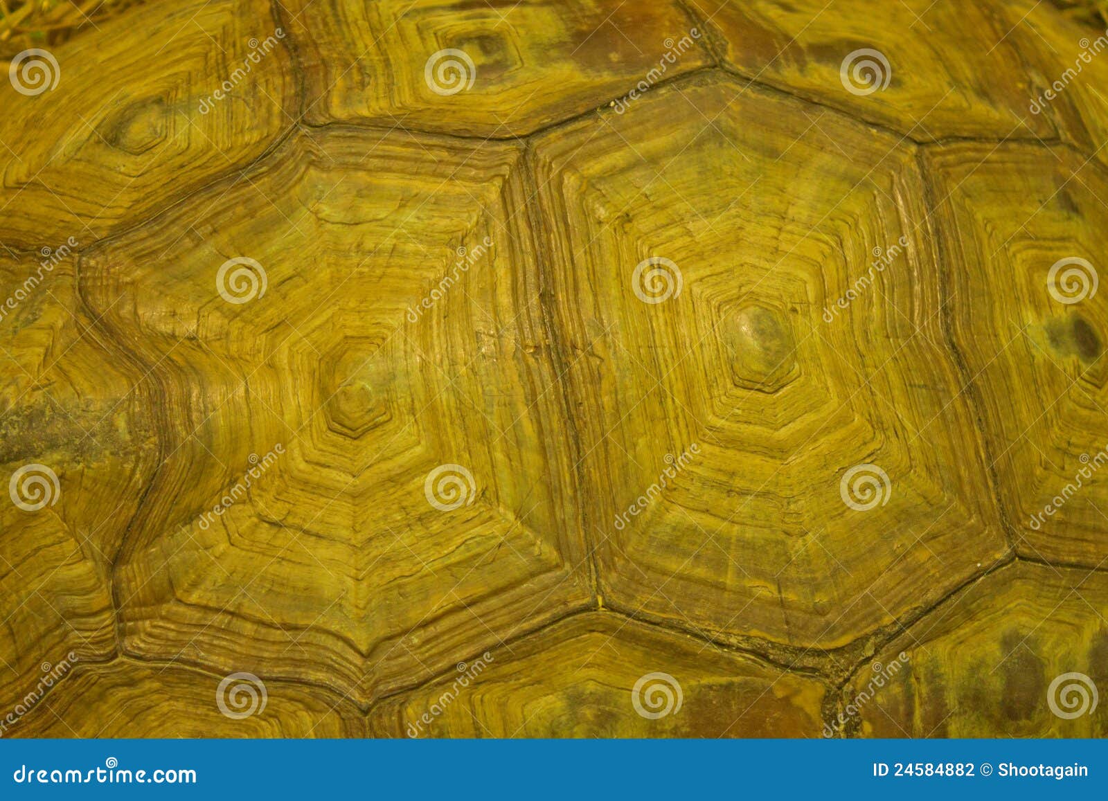 Golden turtle shell stock photo. Image of background - 24584882