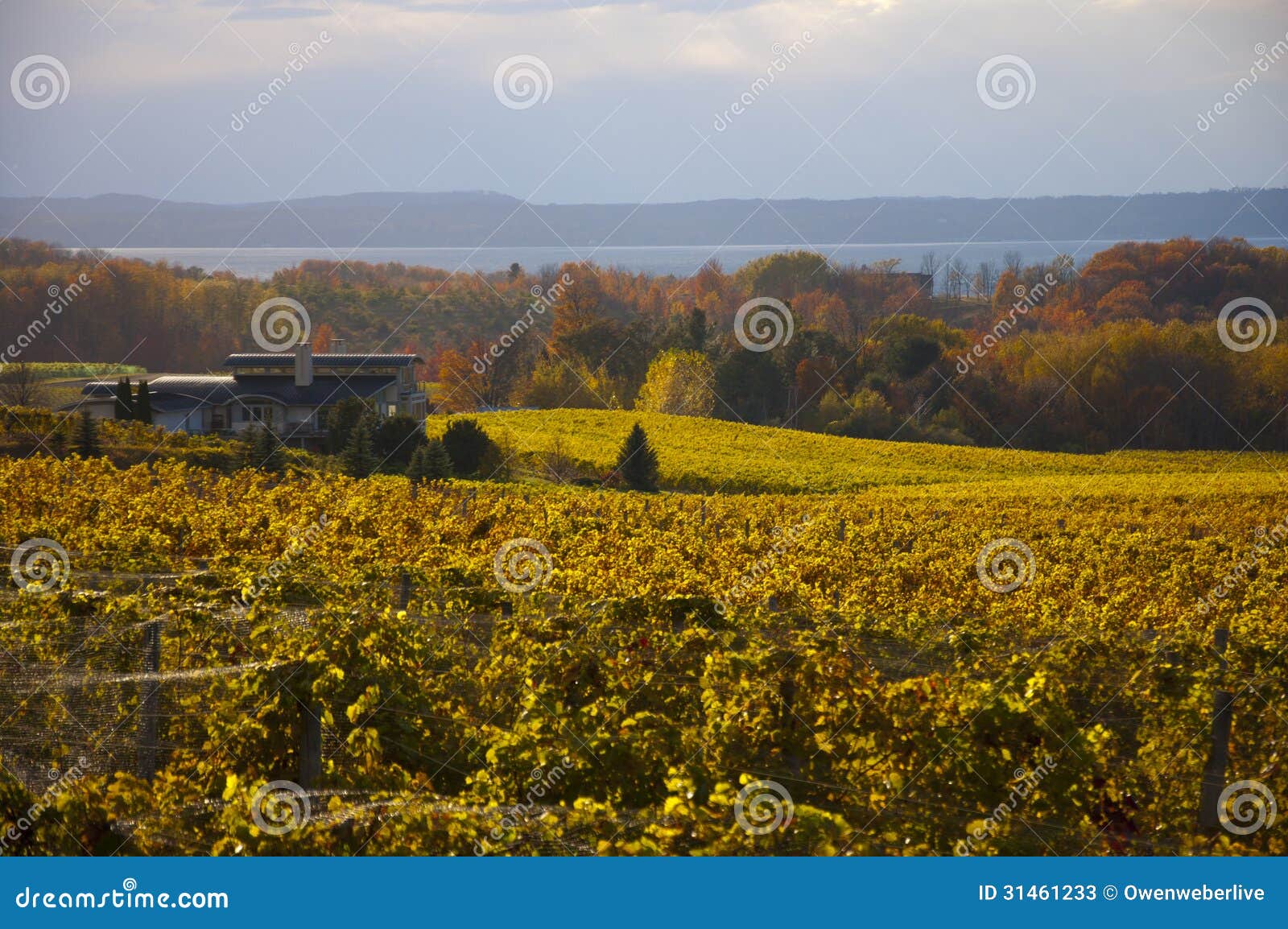 Golden vineyard and winery stock image. Image of alcohol - 31461233