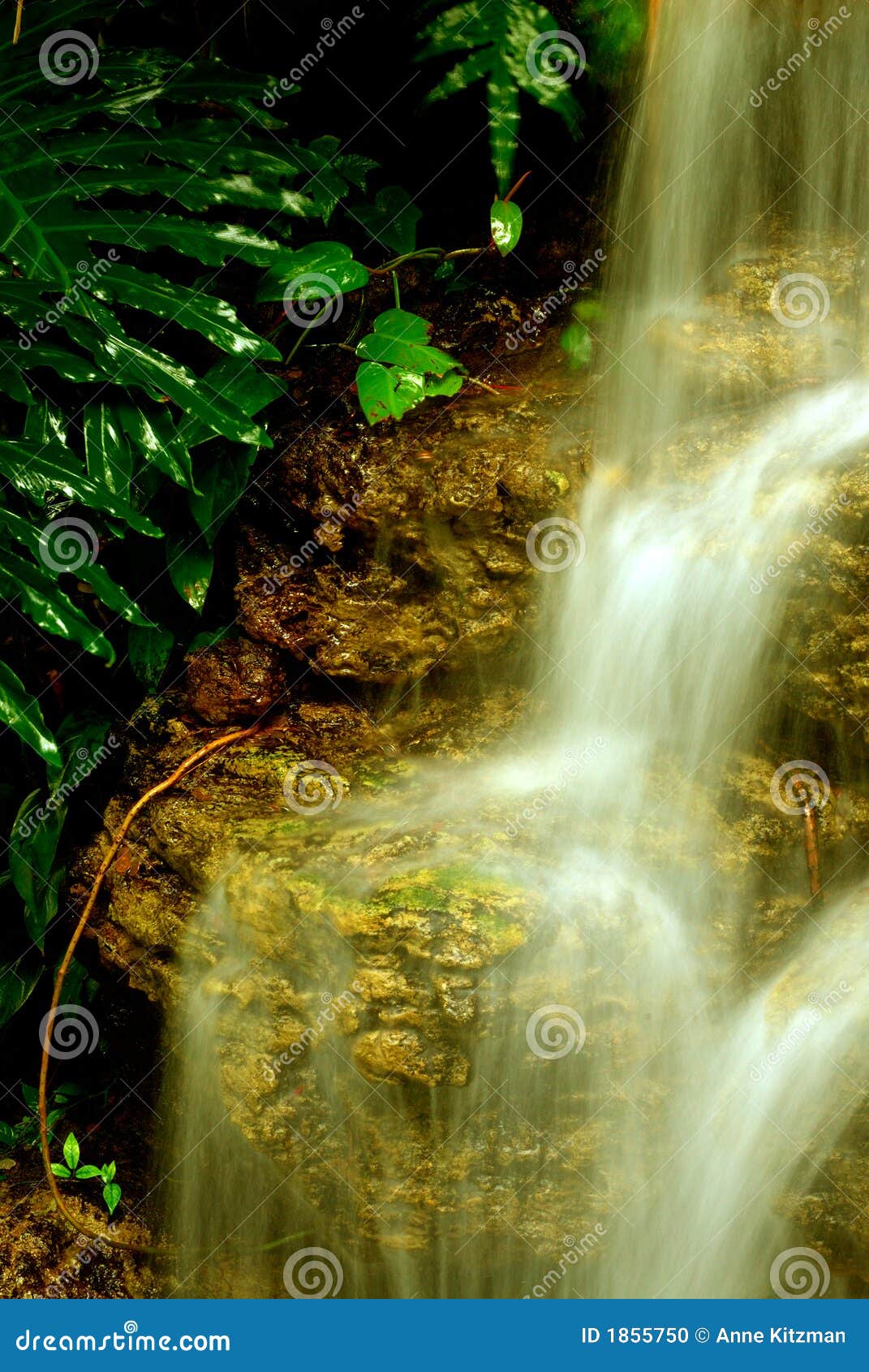 Golden Waterfall stock photo. Image of shower, falling - 1855750