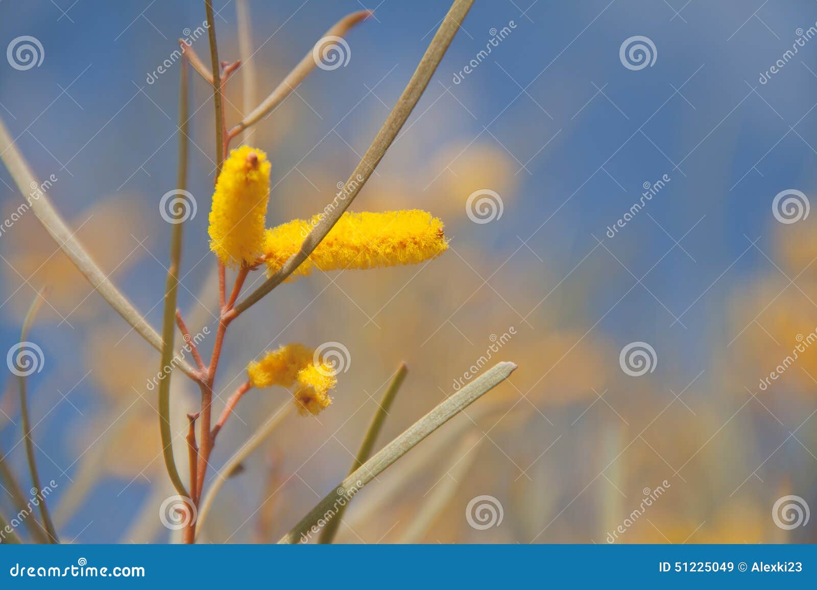 Golden Wattle stock image. Image of blossom, golden, australian - 51225049