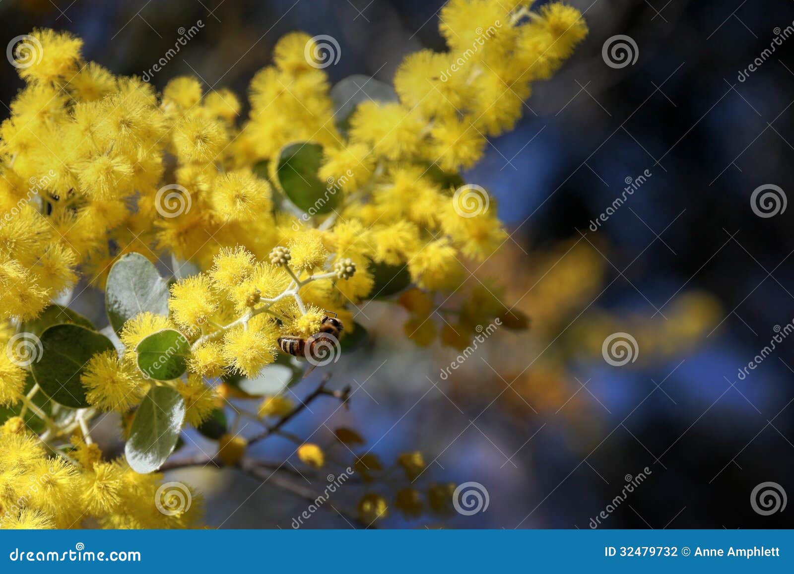 Golden Wattle Acacia Pycnantha In Full Bloom, Australia Royalty-Free ...