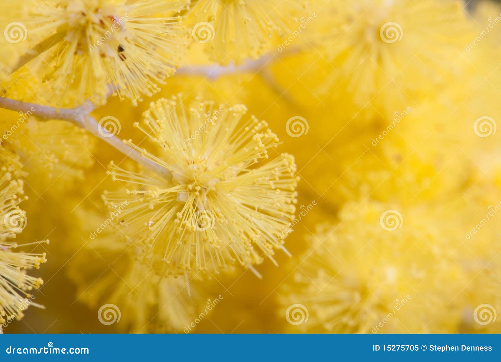 Golden Wattle Acacia Pycnantha In Full Bloom, Australia Royalty-Free ...