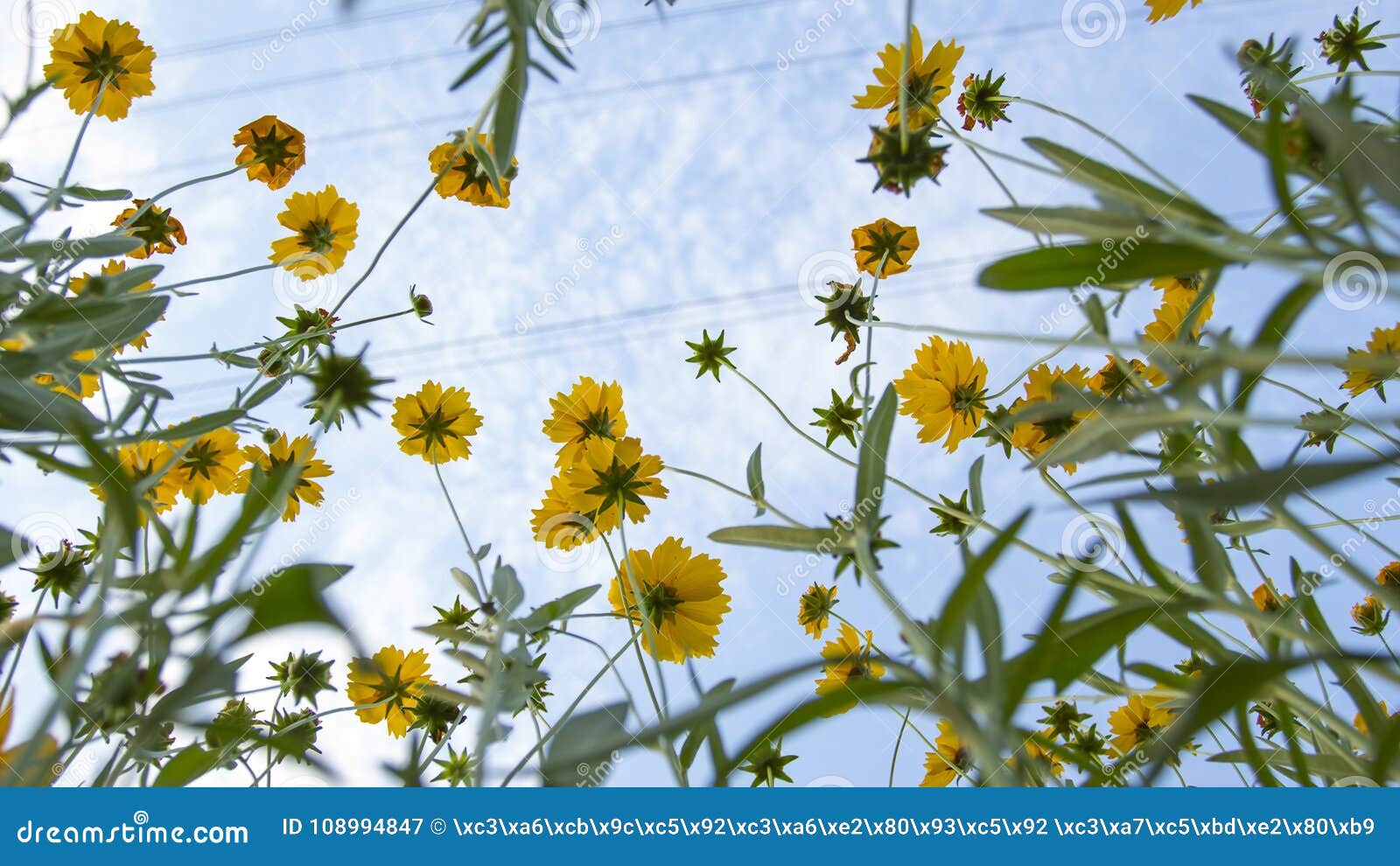 Golden wave flower stock image. Image of plant, wildflower - 108994847