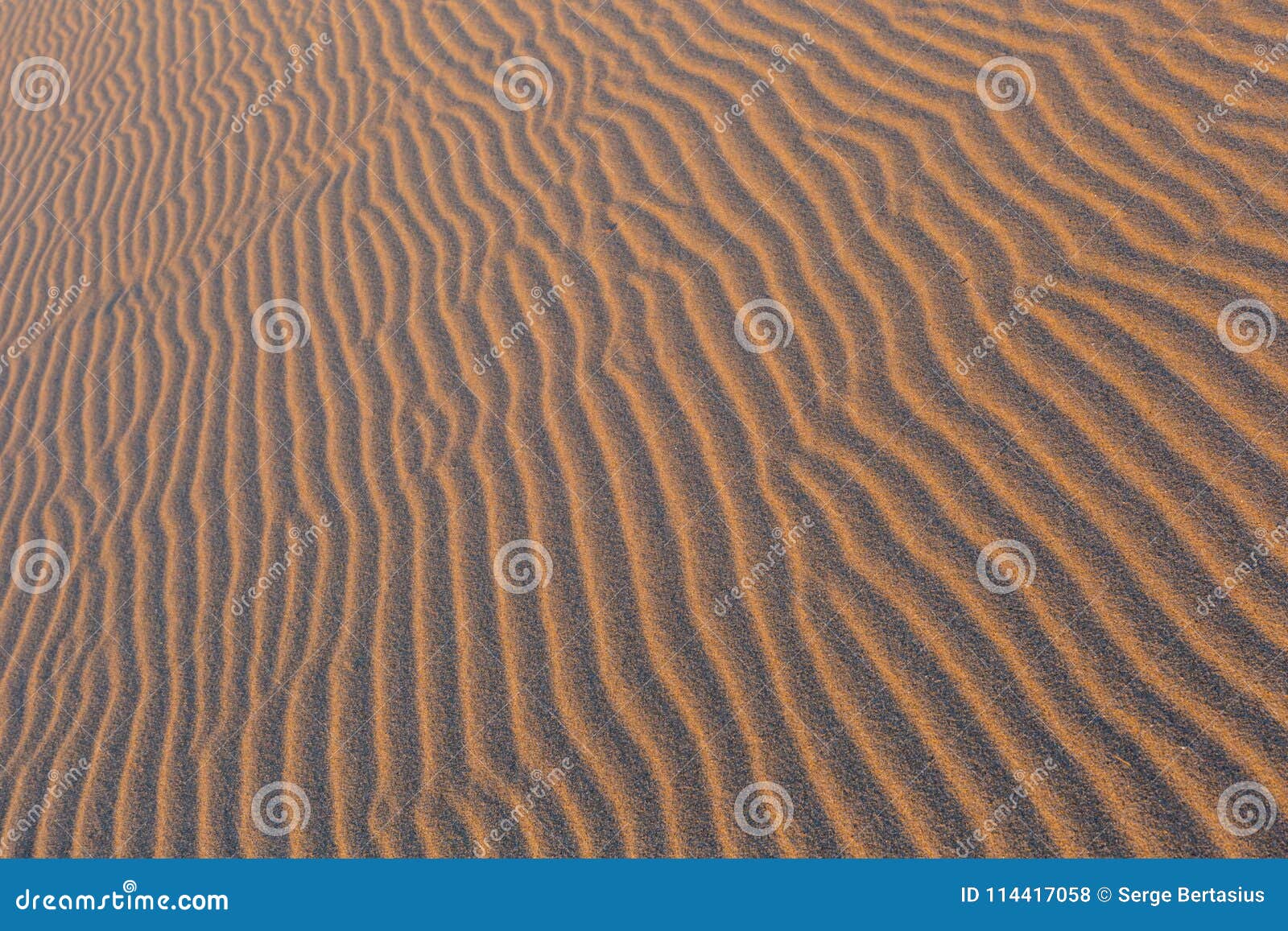 Golden Wavy Sand Texture Pattern Structure, Lit by Morning Sun Stock ...