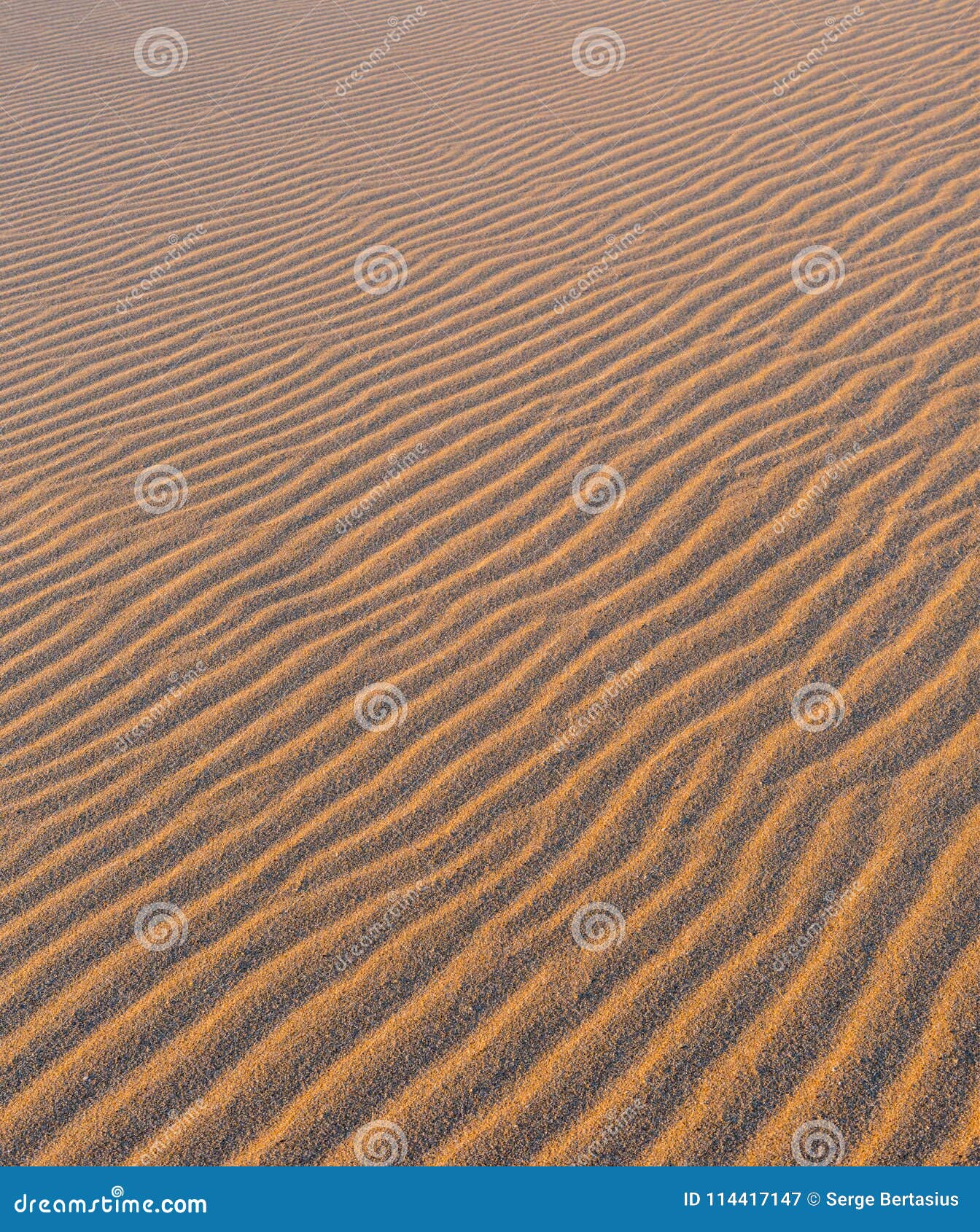 Golden Wavy Sand Texture Pattern Structure, Lit by Morning Sun Stock ...