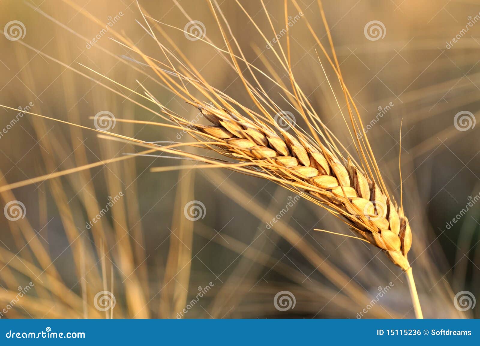 Golden weat stock photo. Image of agriculture, growth - 15115236