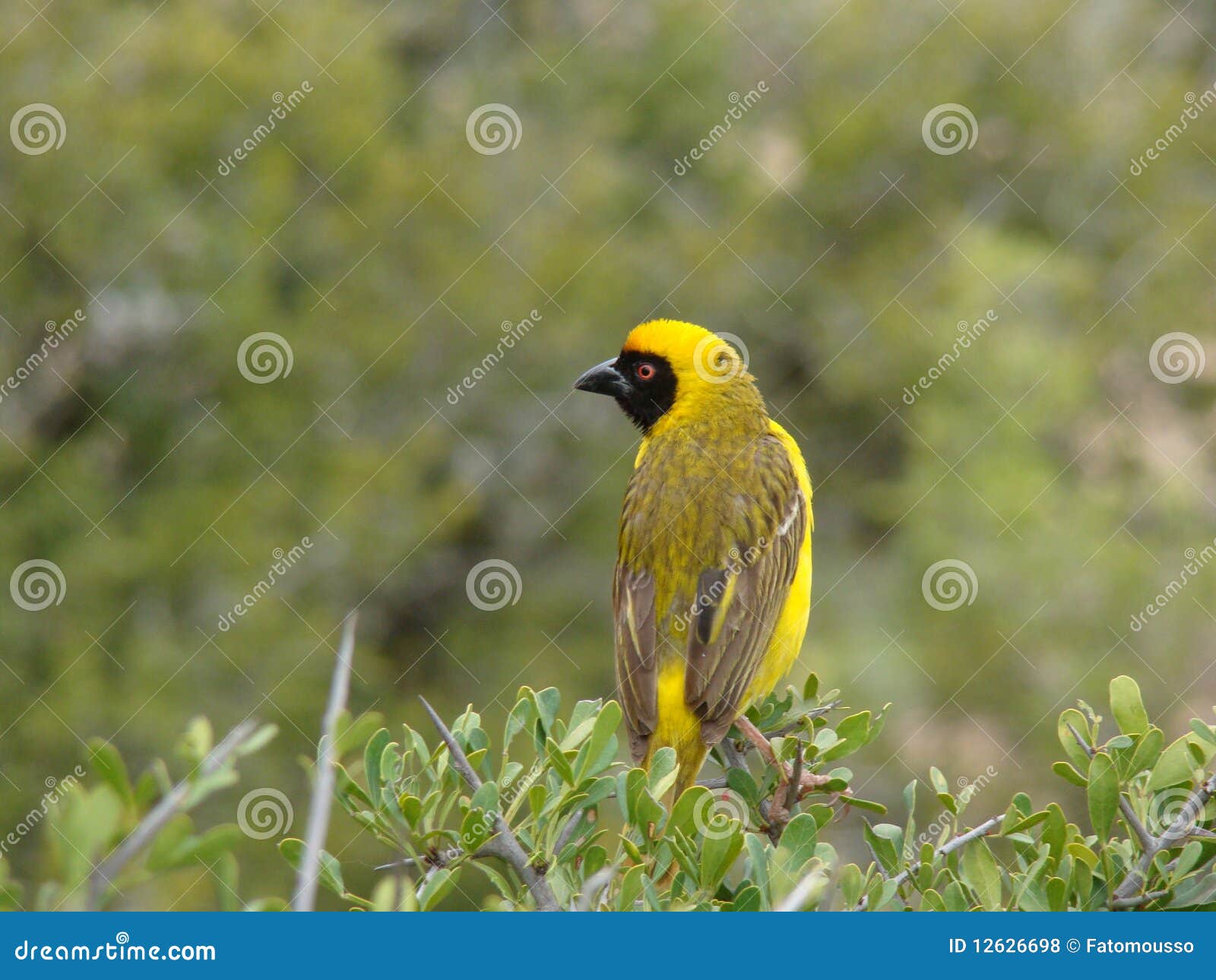 Golden Weaver stock photo. Image of branches, watch, addo - 12626698