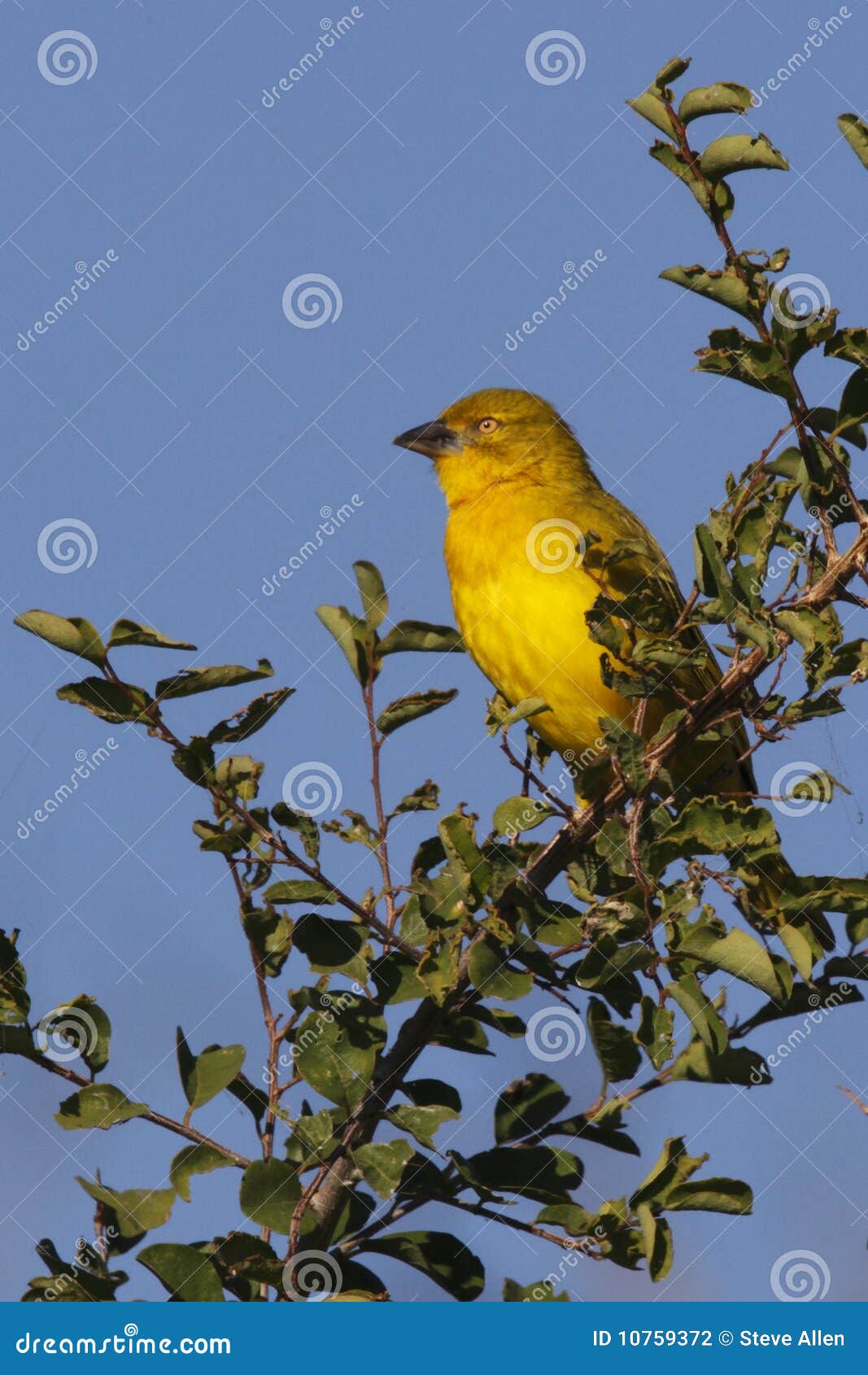 Golden Weaver - Botswana stock photo. Image of botswana - 10759372