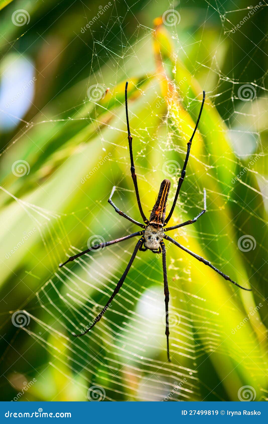 Golden Web Spiders (Nephila Pilipes) Stock Image - Image of network ...