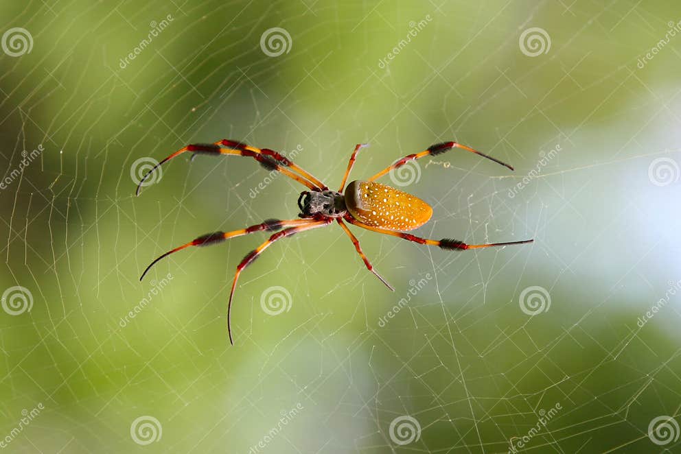 Golden Web Weaver stock photo. Image of weaver, spider - 277960