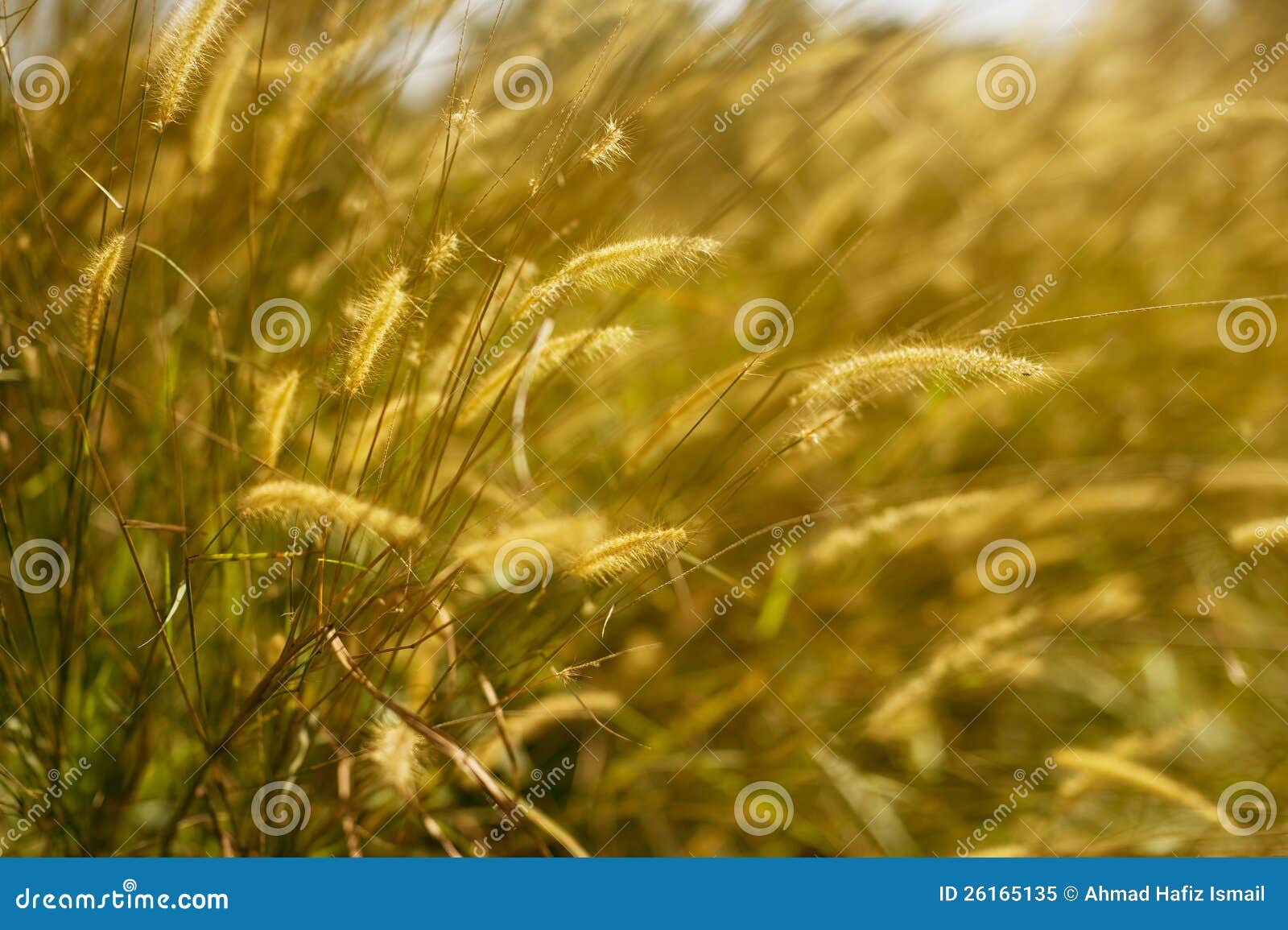 Golden Weeds stock image. Image of malaysia, color, plant - 26165135