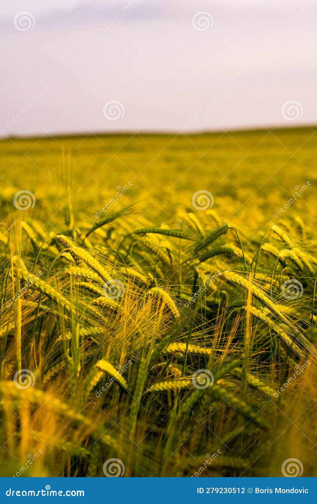 Golden weet stock photo. Image of natural, field, prairie - 279230512