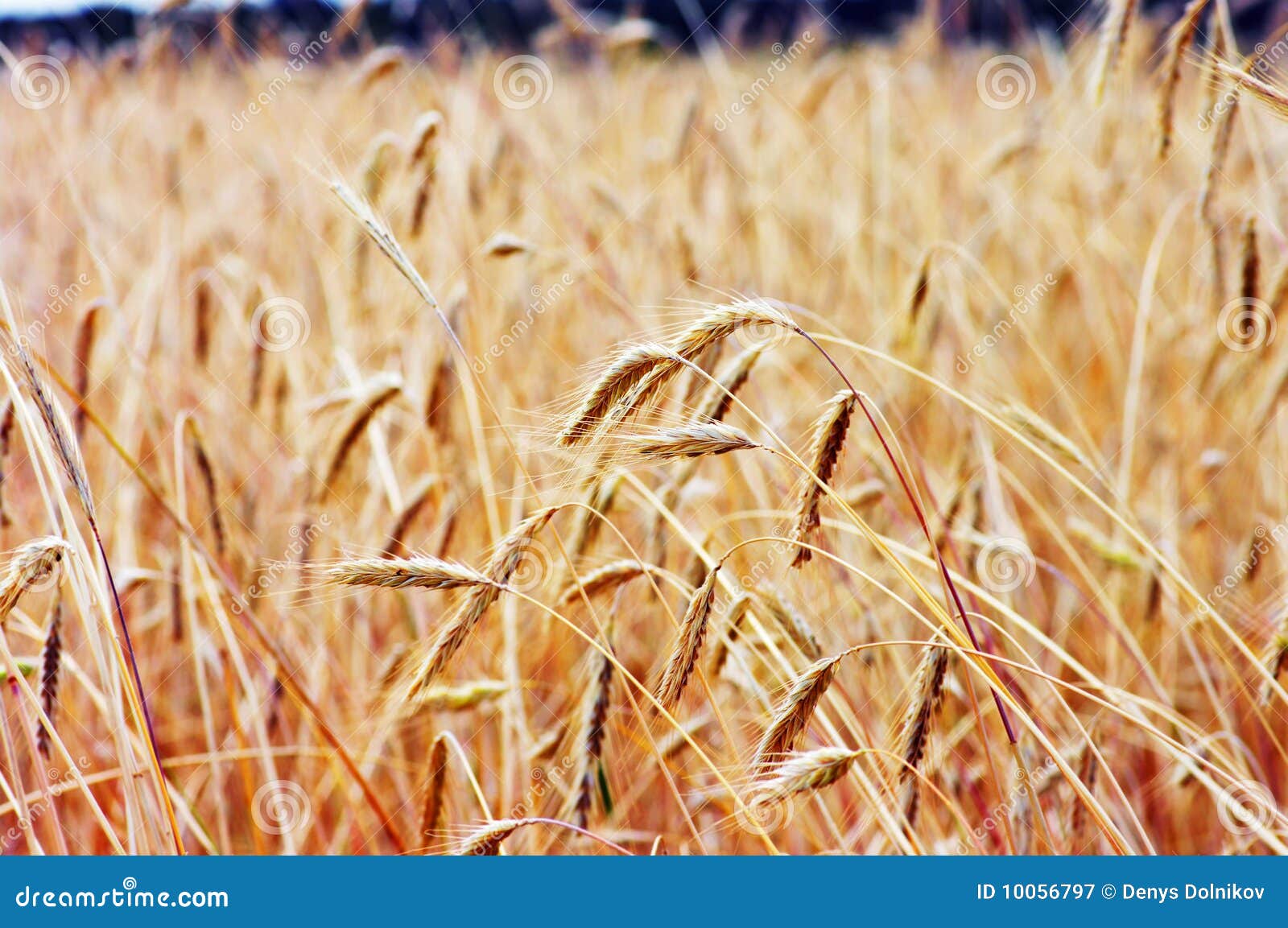 Golden wheat stock image. Image of meal, background, close - 10056797