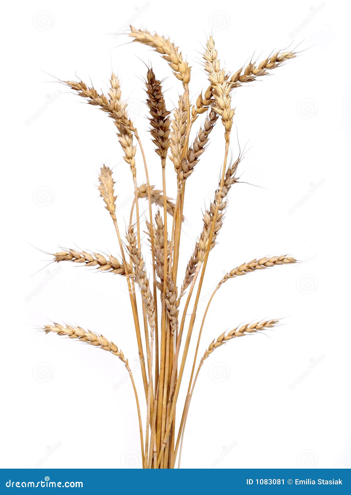Golden wheat stock image. Image of crop, orange, wheat - 1083081