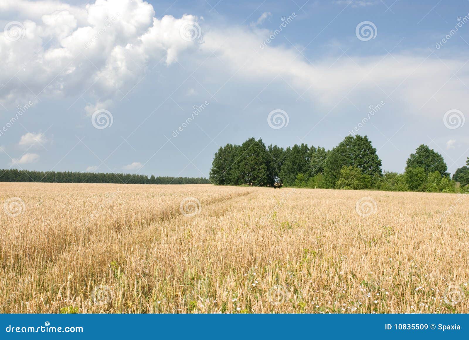 Golden wheat stock image. Image of healthy, plant, seed - 10835509