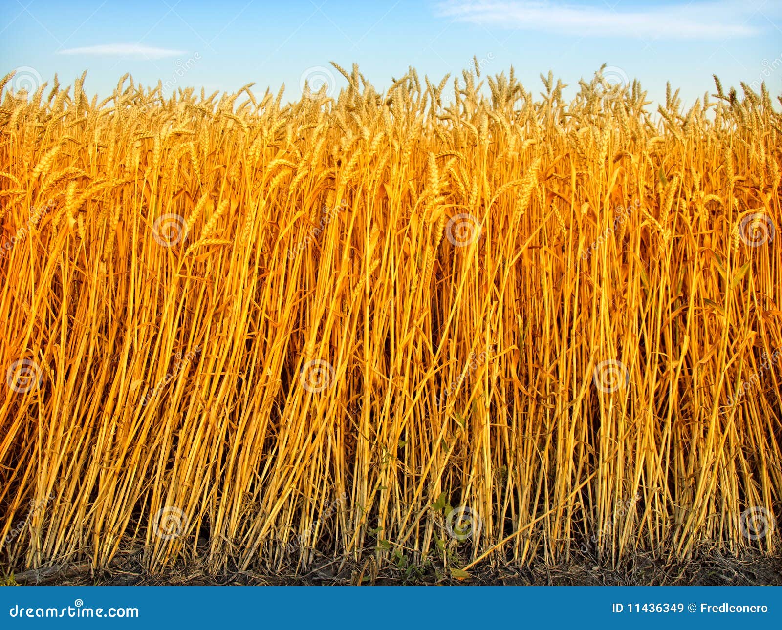 Golden wheat stock image. Image of nature, growth, beauty - 11436349