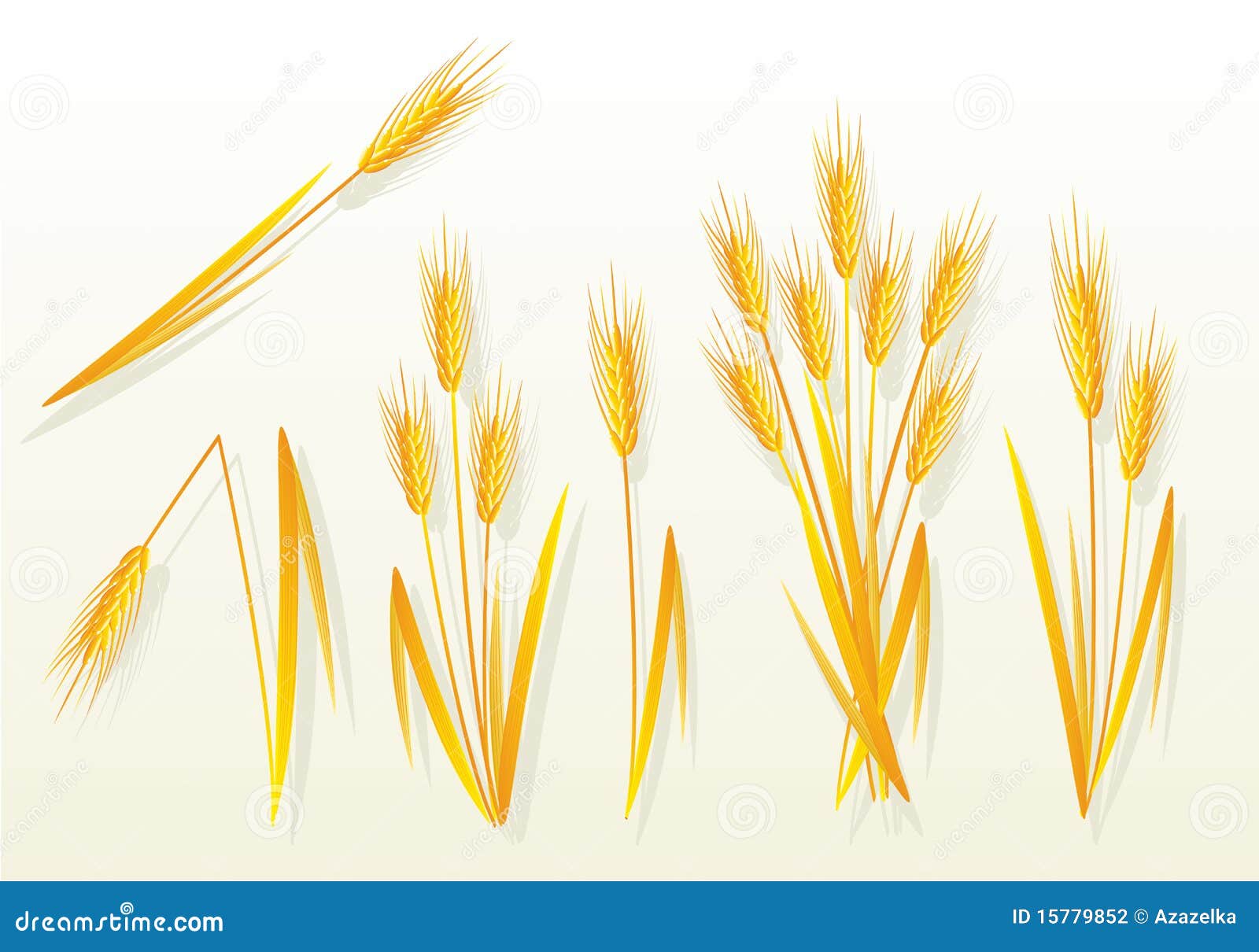 Golden wheat stock vector. Illustration of cereal, seed - 15779852