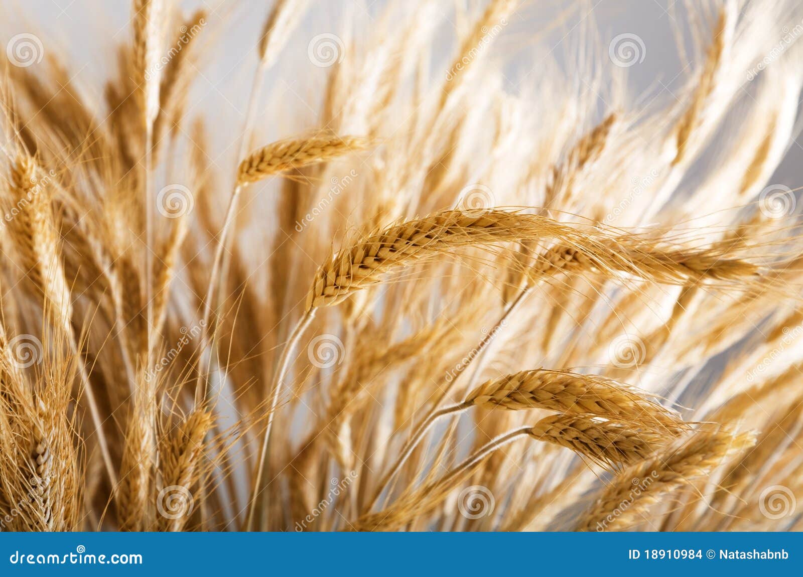 Golden Wheat Brick Shaped Bread Bread. Whole Loaf Of Bread Isolated On ...