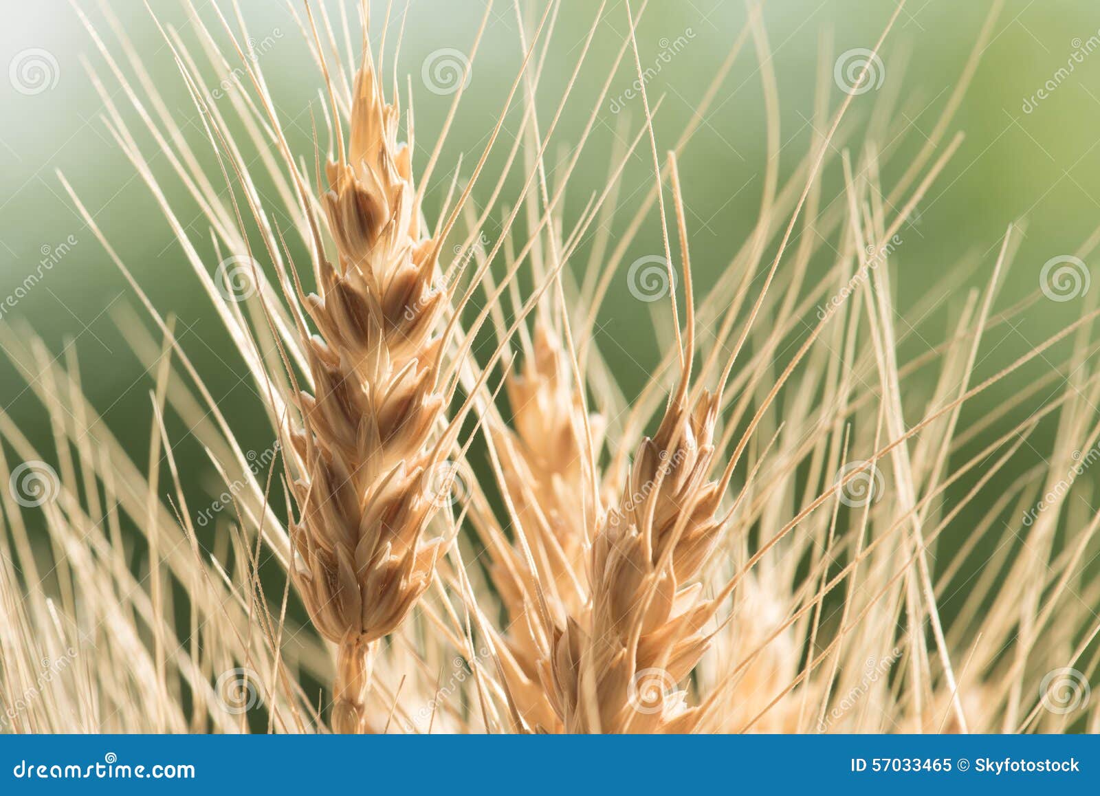 Golden Wheat Against Green Background Stock Image - Image of land ...