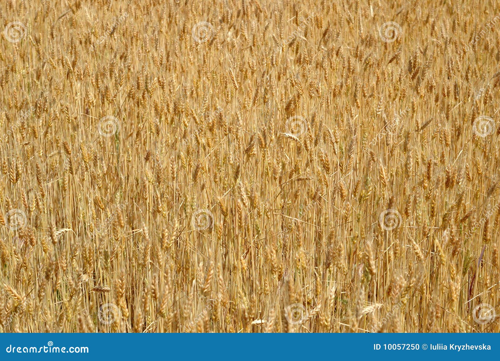 Golden Wheat background stock photo. Image of rural, harvest - 10057250