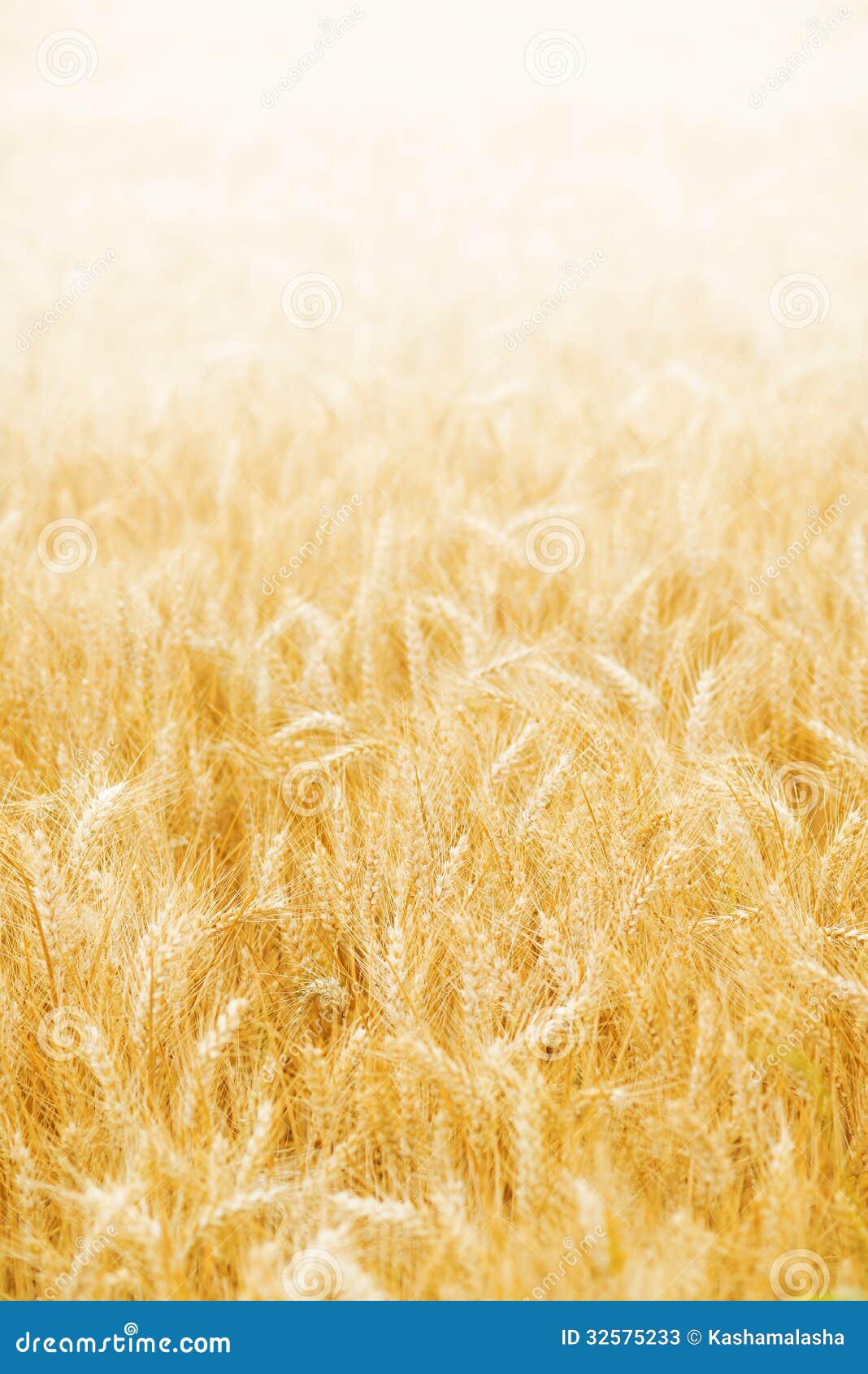 Golden wheat background stock image. Image of country - 32575233