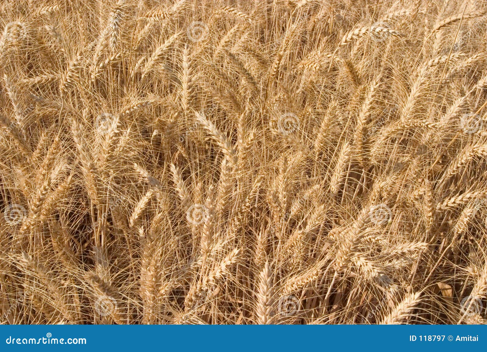 Golden Wheat-Close up stock image. Image of food, wheat - 118797