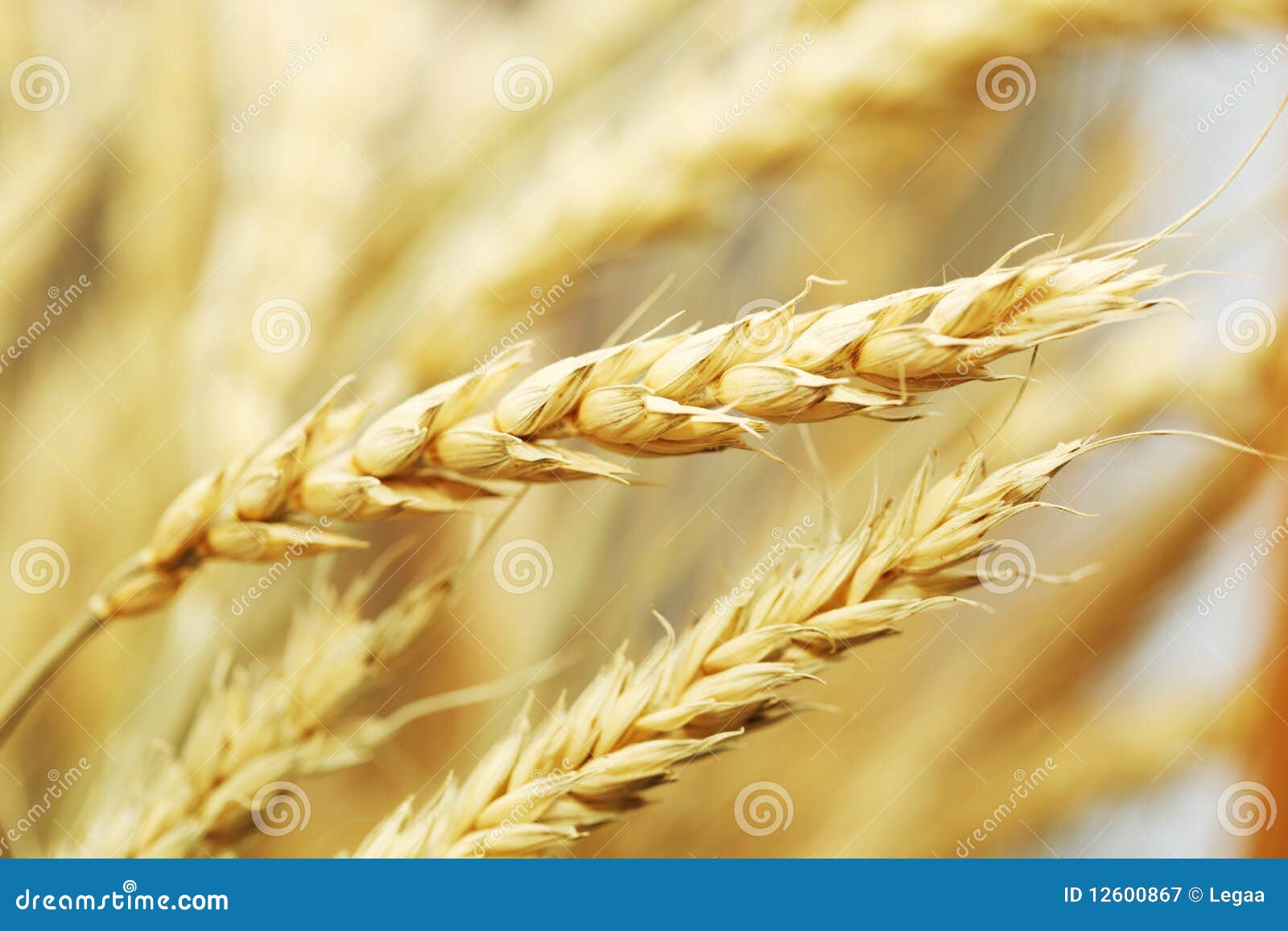 Golden wheat close-up stock image. Image of ripe, pattern - 12600867