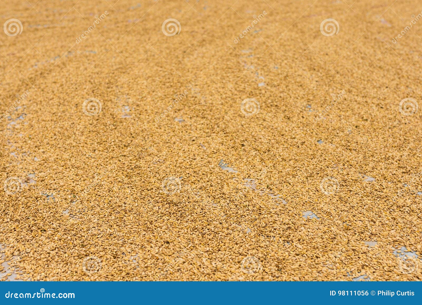 Golden wheat drying. stock photo. Image of spread, golden - 98111056